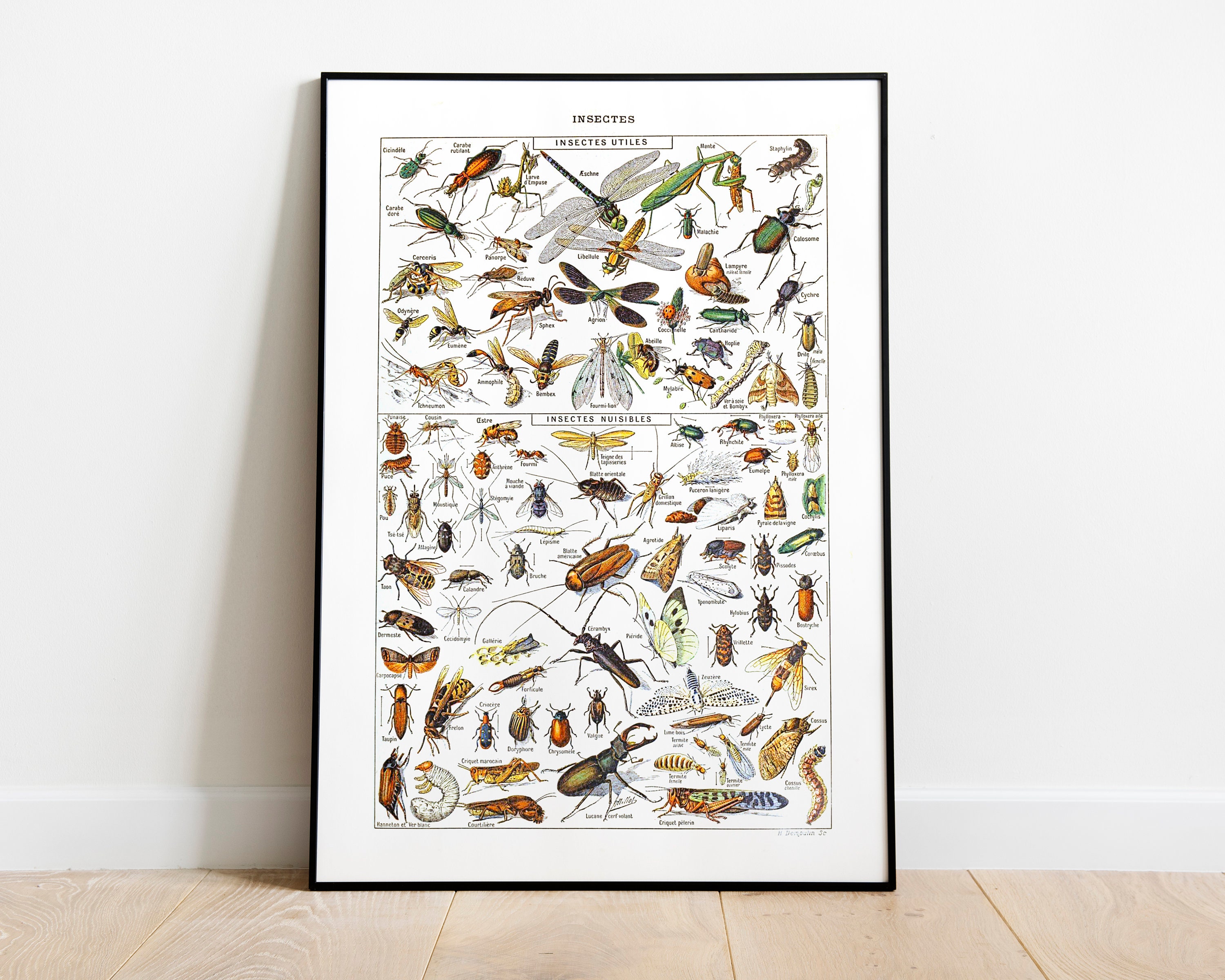 Insect Species, Printable Wall Art. Useful and Harmful Insect List ...