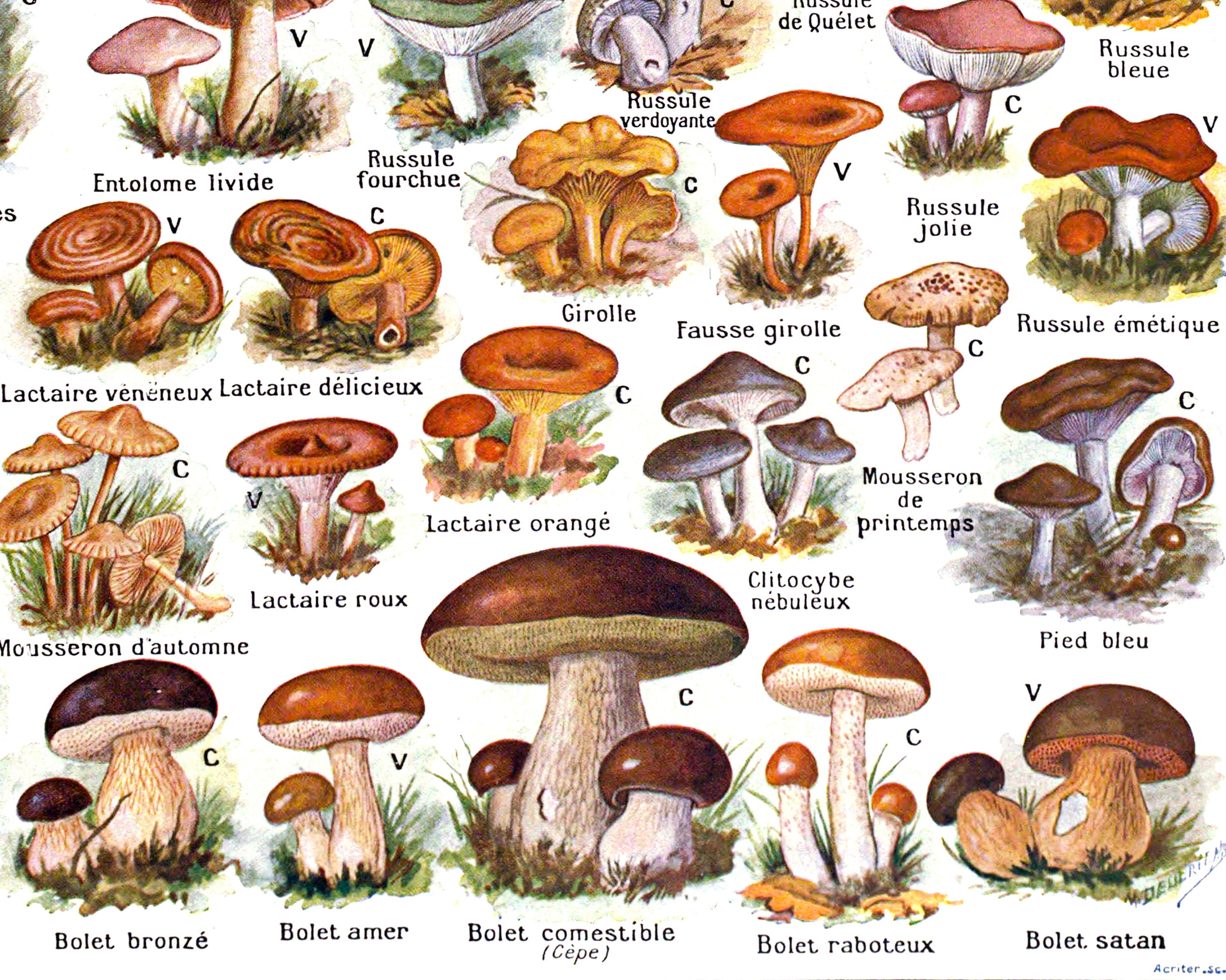 Especies y tipos de hongos 6. Hongos comestibles venenosos y mortales ...