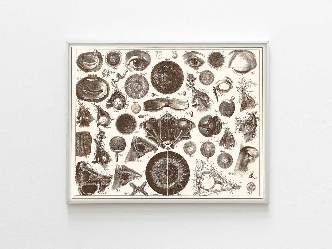 Eye Anatomy, Vintage Printable Illustration 1900, Ophthalmology Plate ...