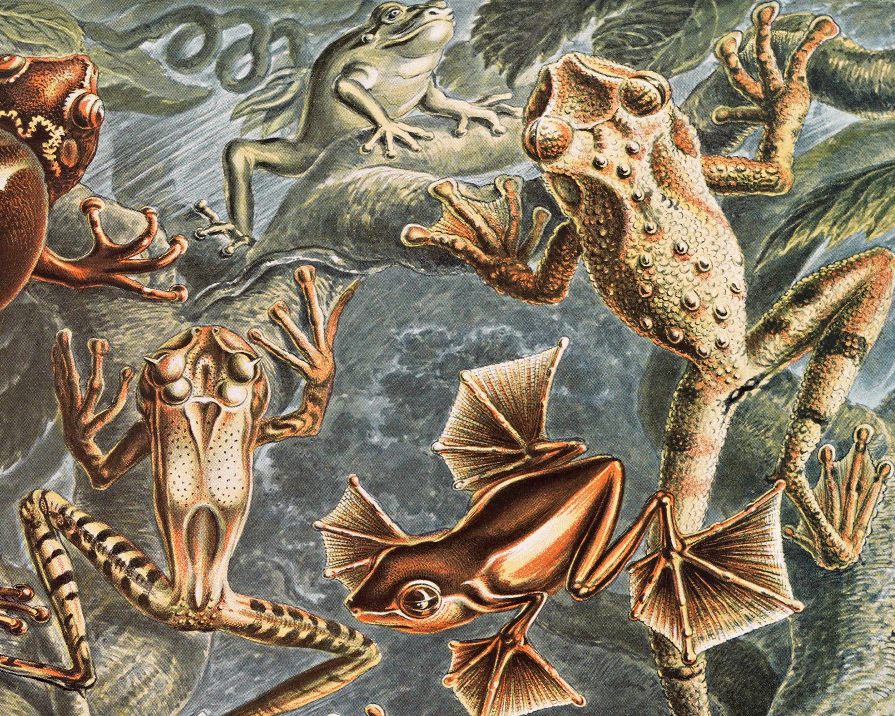 Frog Species. Vintage German Illustration of Bathrachia Frogs ...