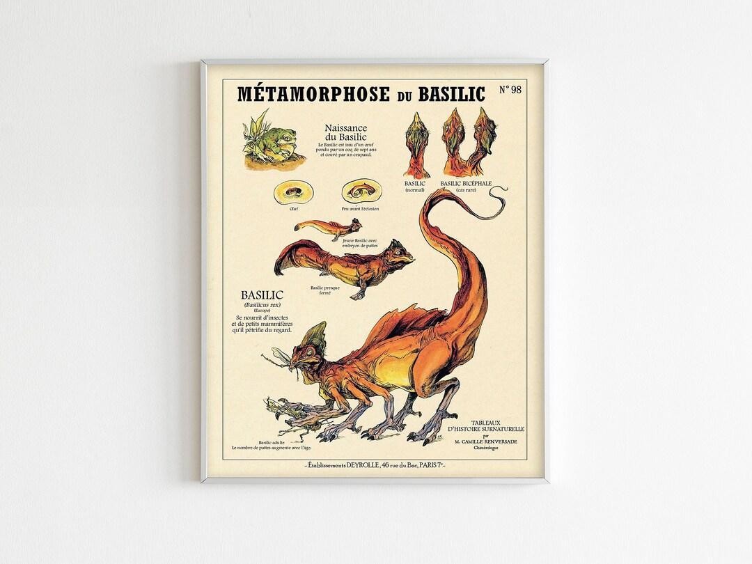 The Basilisk Fantastic Creatures Anatomy. Digital Print French Poster ...