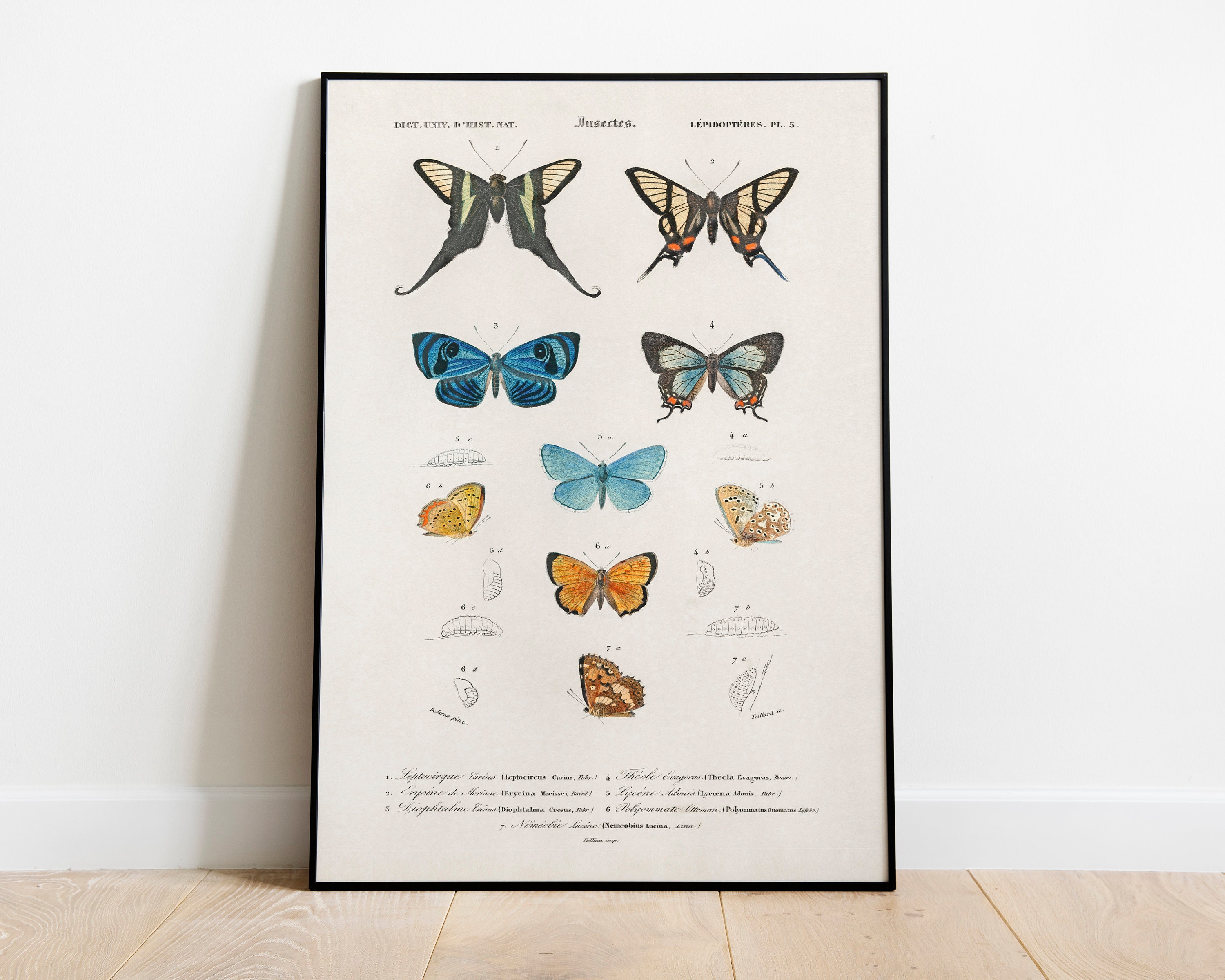 Butterfly Species Poster. Printable Wall Art. Vintage Scientific ...