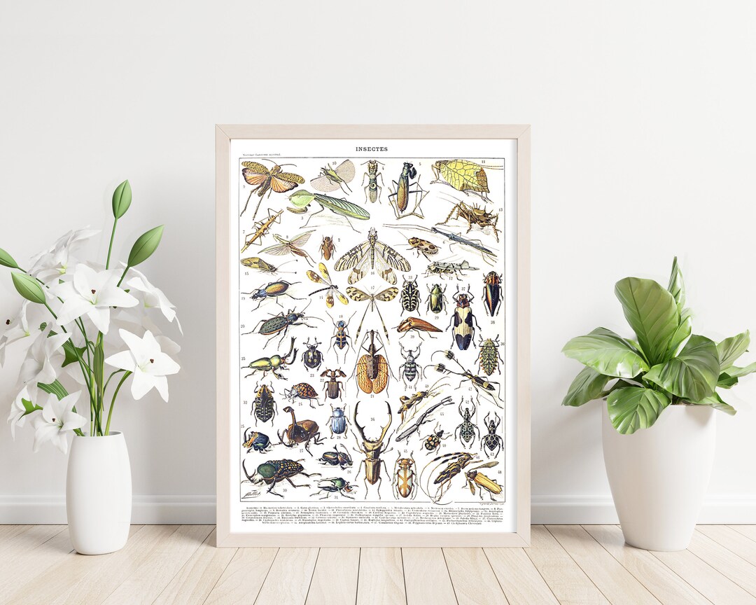 Insect Species Printable Wall Art. Insect Collection. Vintage ...