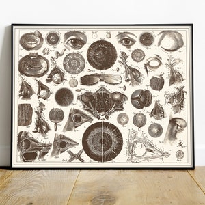 Eye Anatomy, Vintage Printable Illustration 1900, Ophthalmology Plate ...