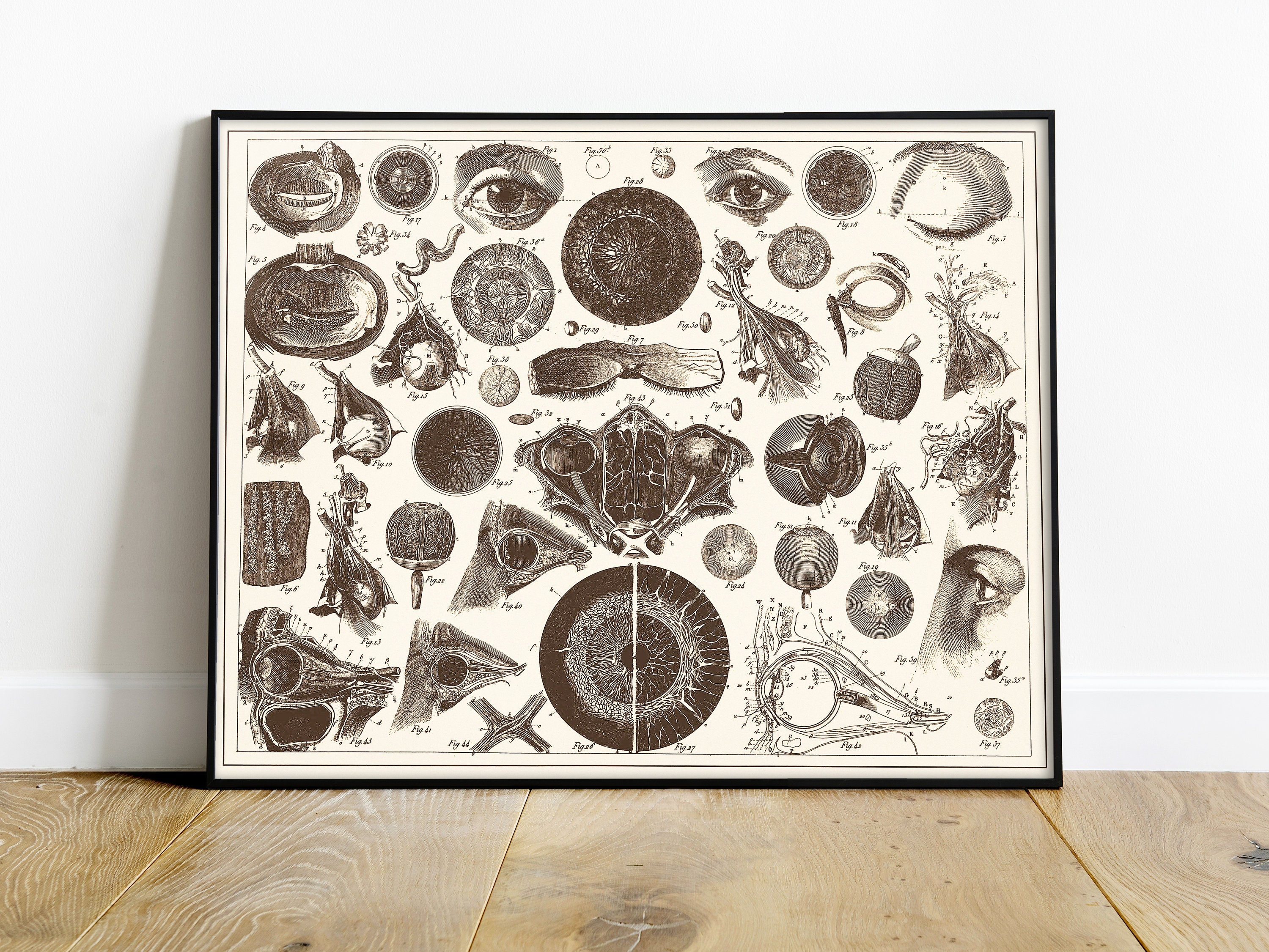 Eye Anatomy, Vintage Printable Illustration 1900, Ophthalmology Plate ...