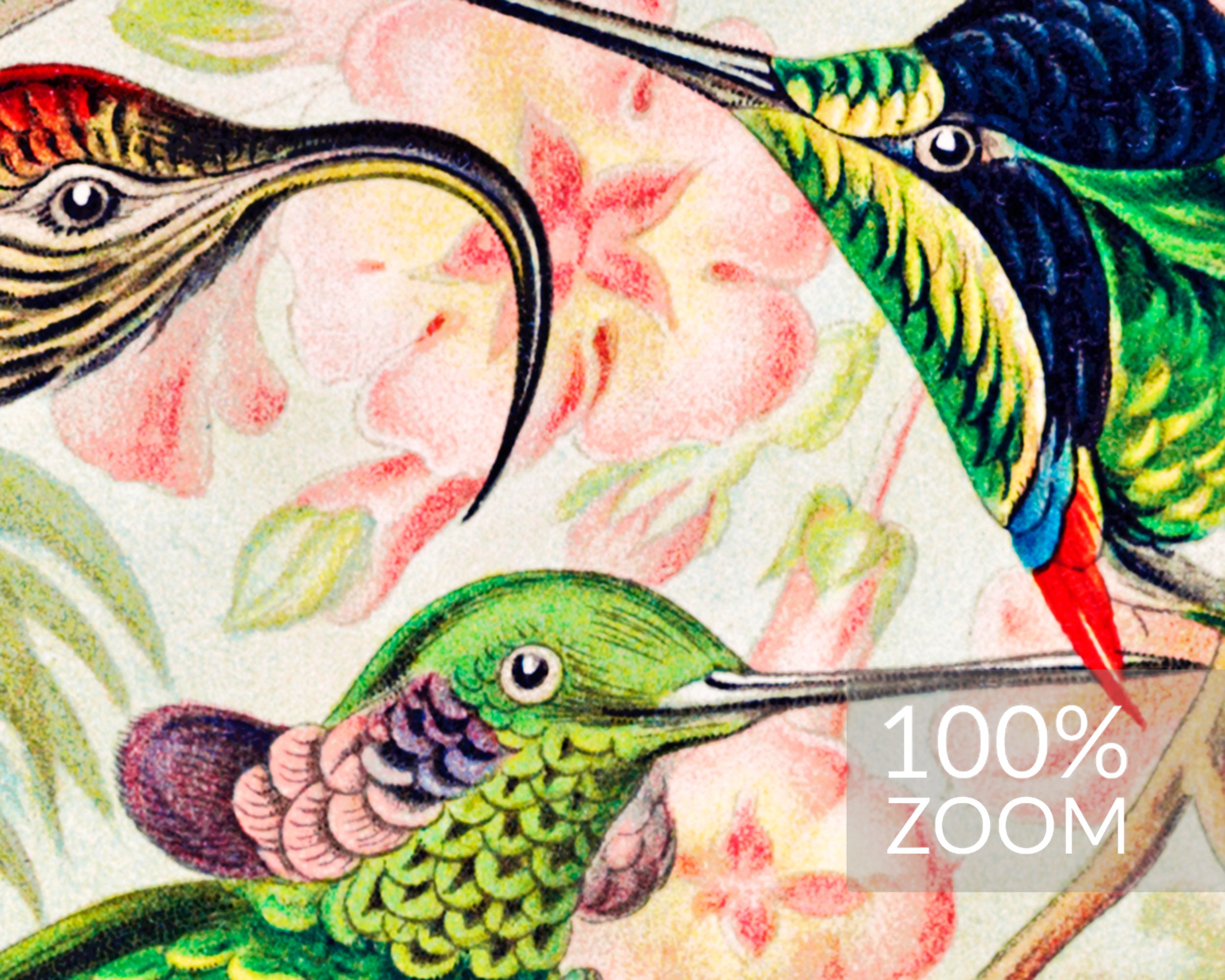 Hummingbird Species. Printable Wall Art, Hand Drawn Vintage ...