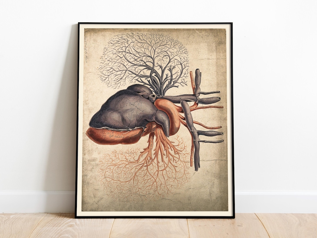 Vintage Heart Drawing, Hand Drawn Heart Anatomy Illustration, Retro ...