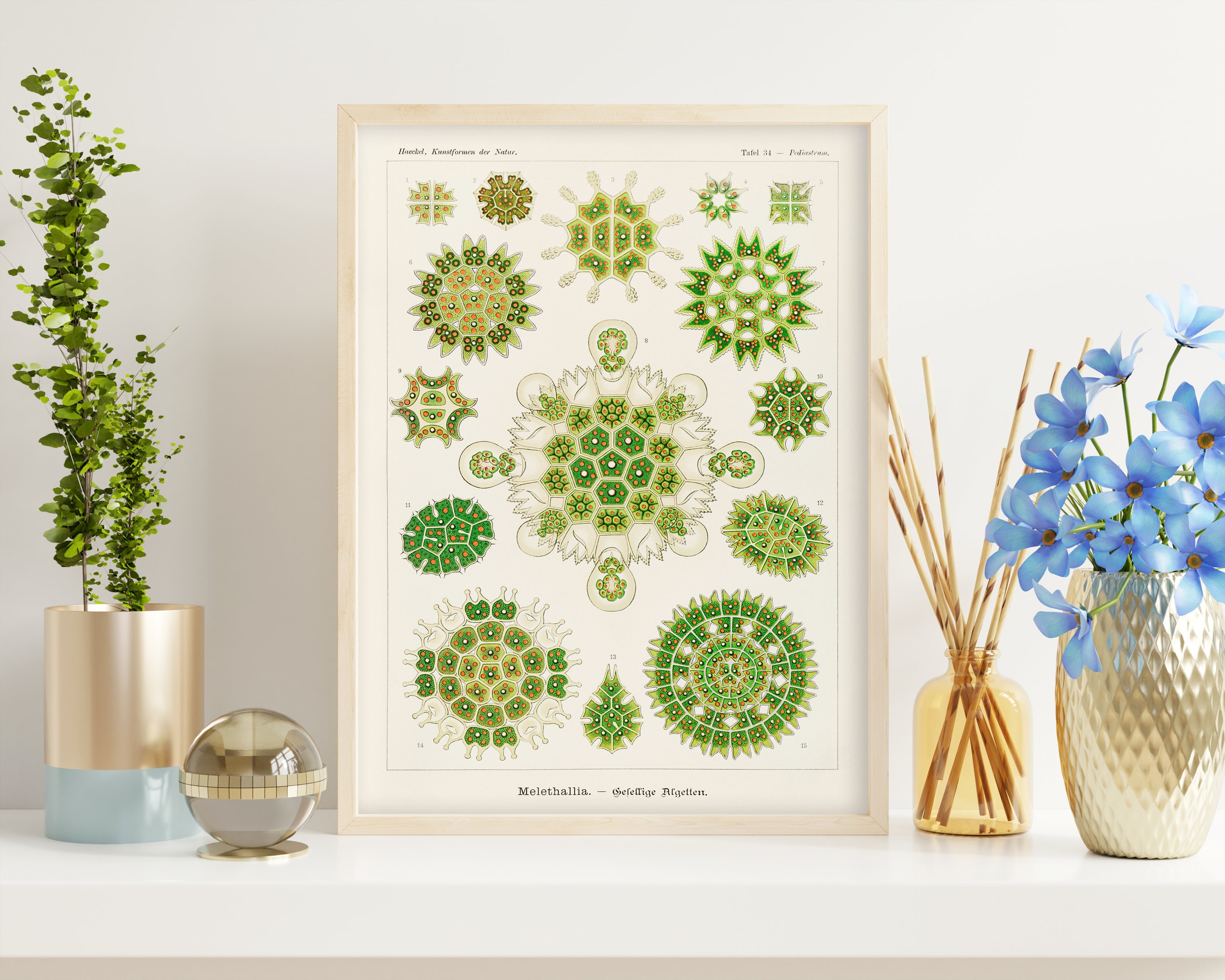 Vintage Algae Illustration. Green Microalgae Species Ca. 1900 ...