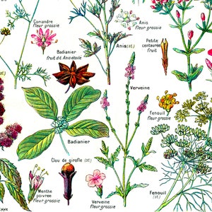 Digestive Herbs and Plant Species. Vintage Illustration of Medicinal ...