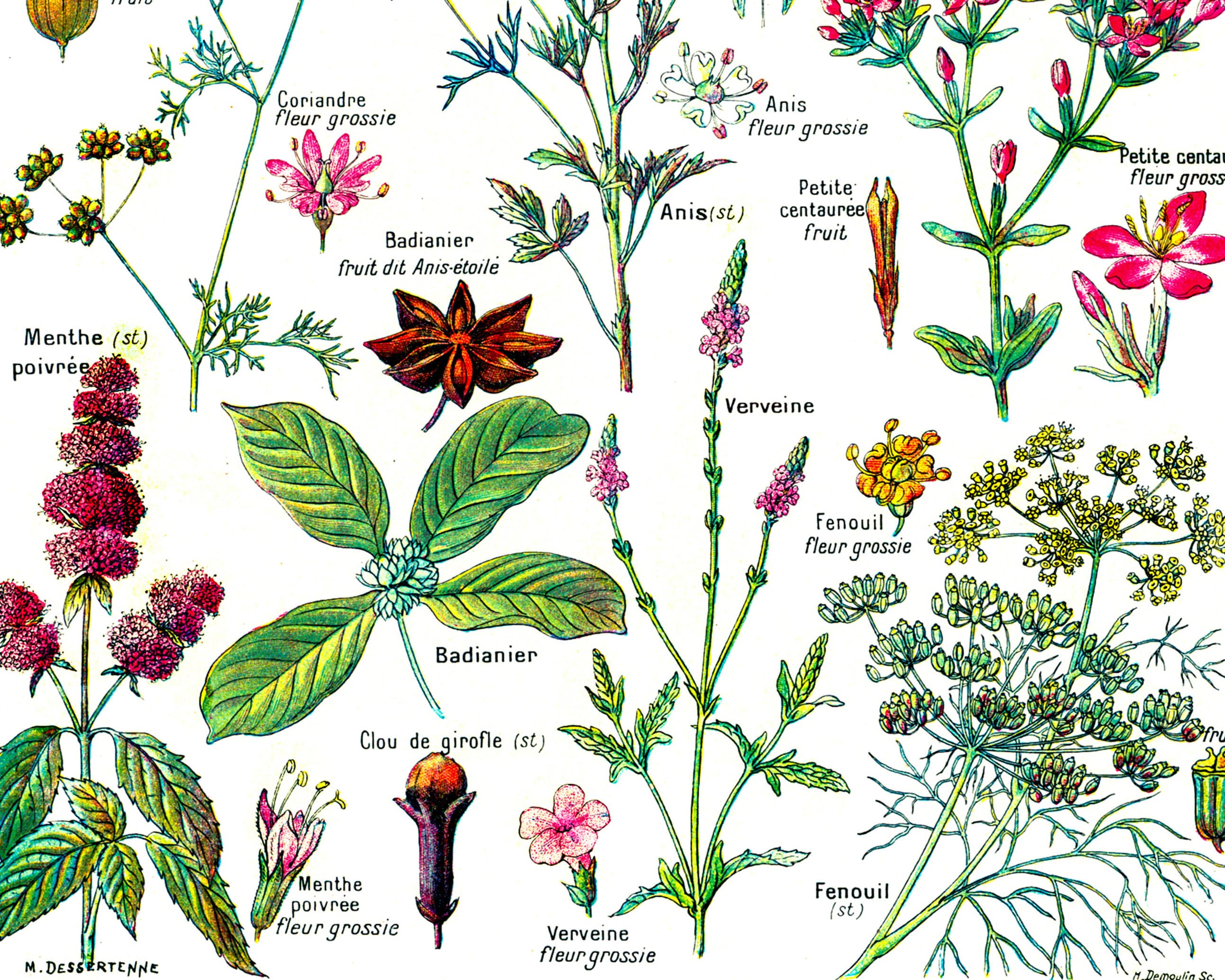 Digestive Herbs and Plant Species. Vintage Illustration of Medicinal ...