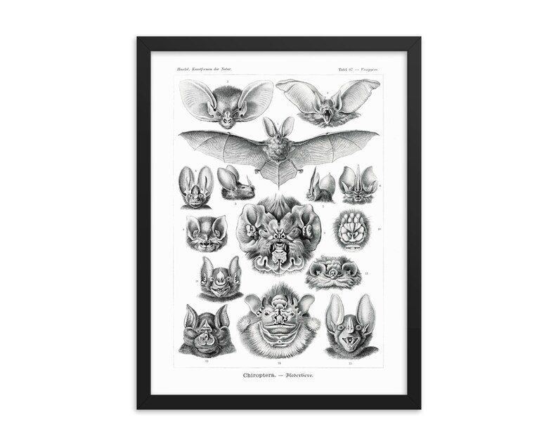Vintage Biology Poster Bundle. Printable Sketches of Species ...