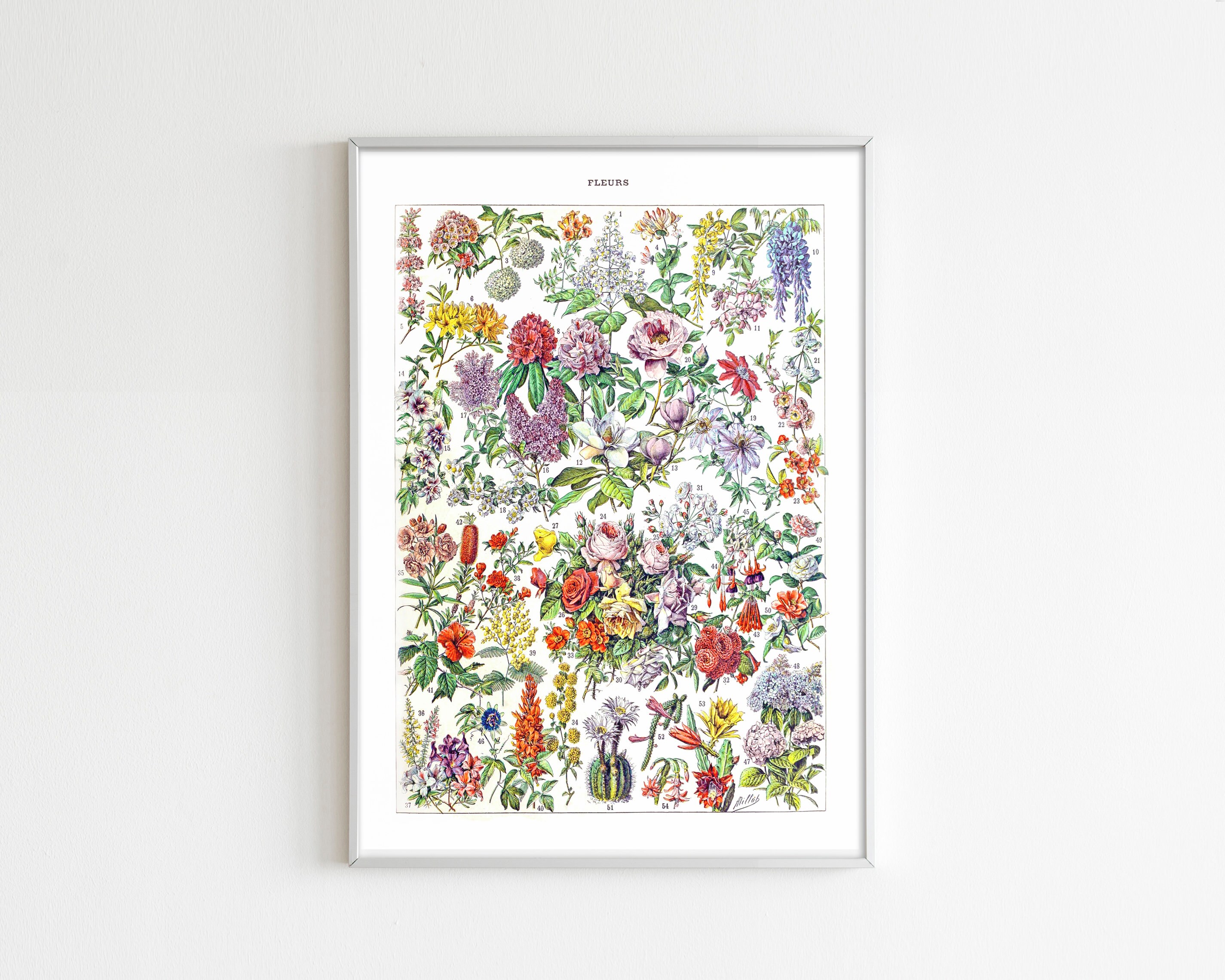 Vintage Flowers Poster Bundle. Printable Flower Species. - Etsy