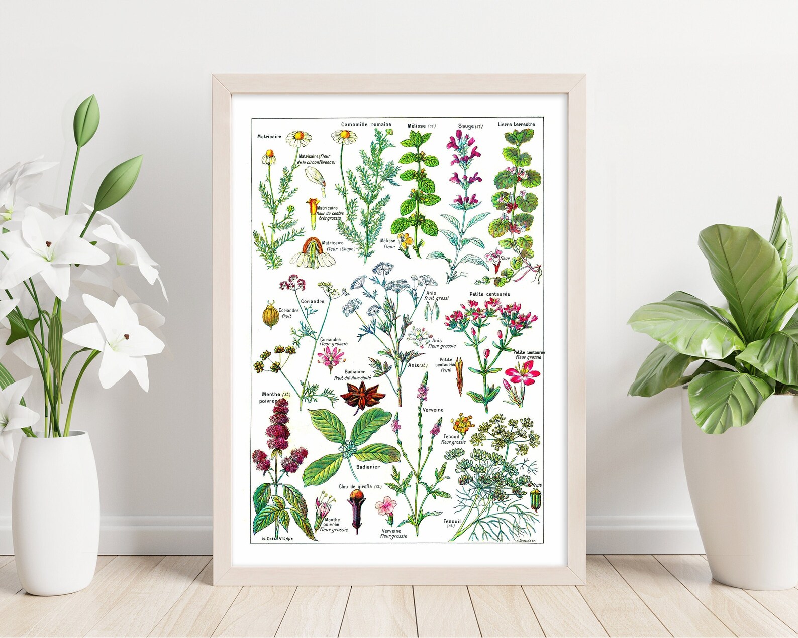 Digestive Herbs and Plant Species. Vintage Illustration of Medicinal ...