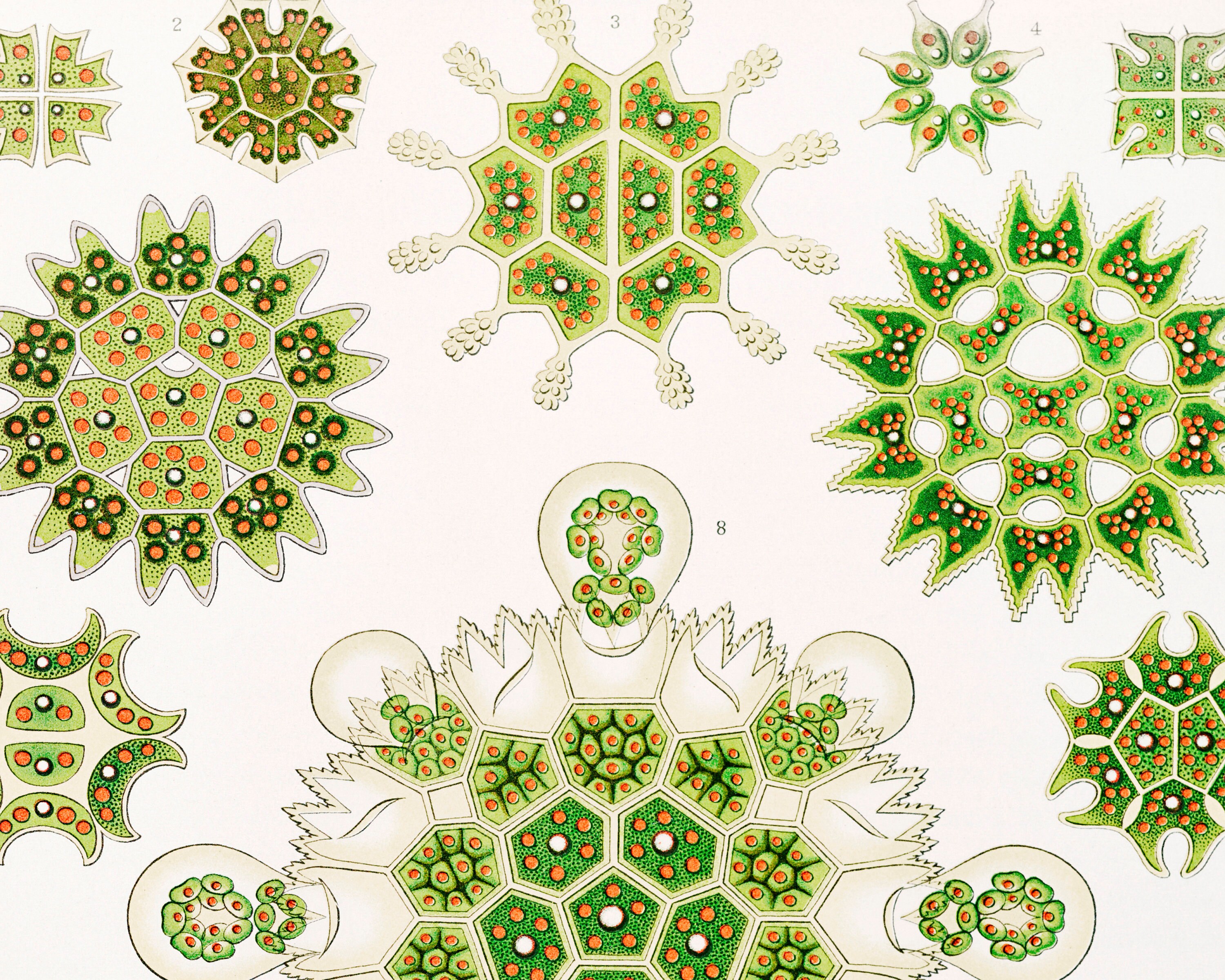 Vintage Algae Illustration. Green Microalgae Species Ca. 1900 ...