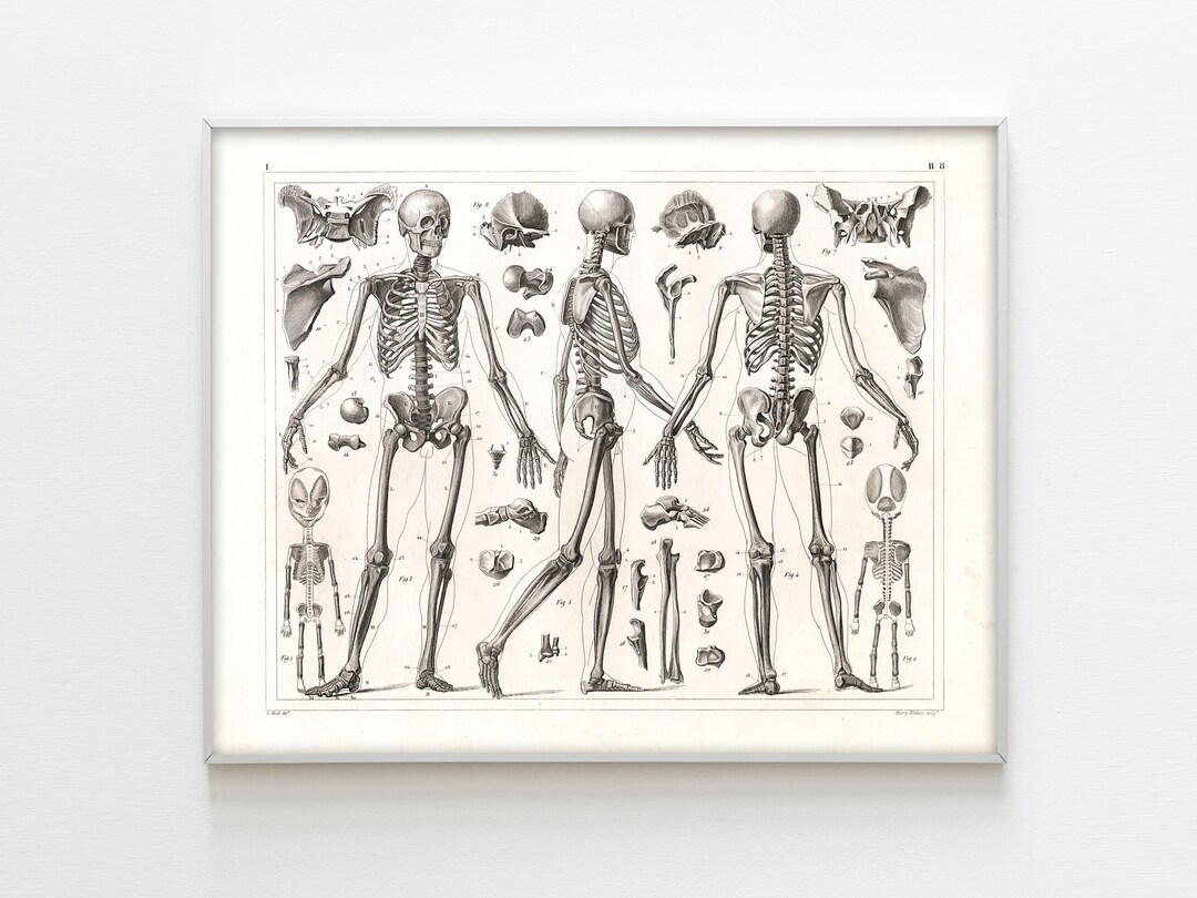 Human Skeleton Vintage Poster, Human Bones Anatomy Back Front and Side ...