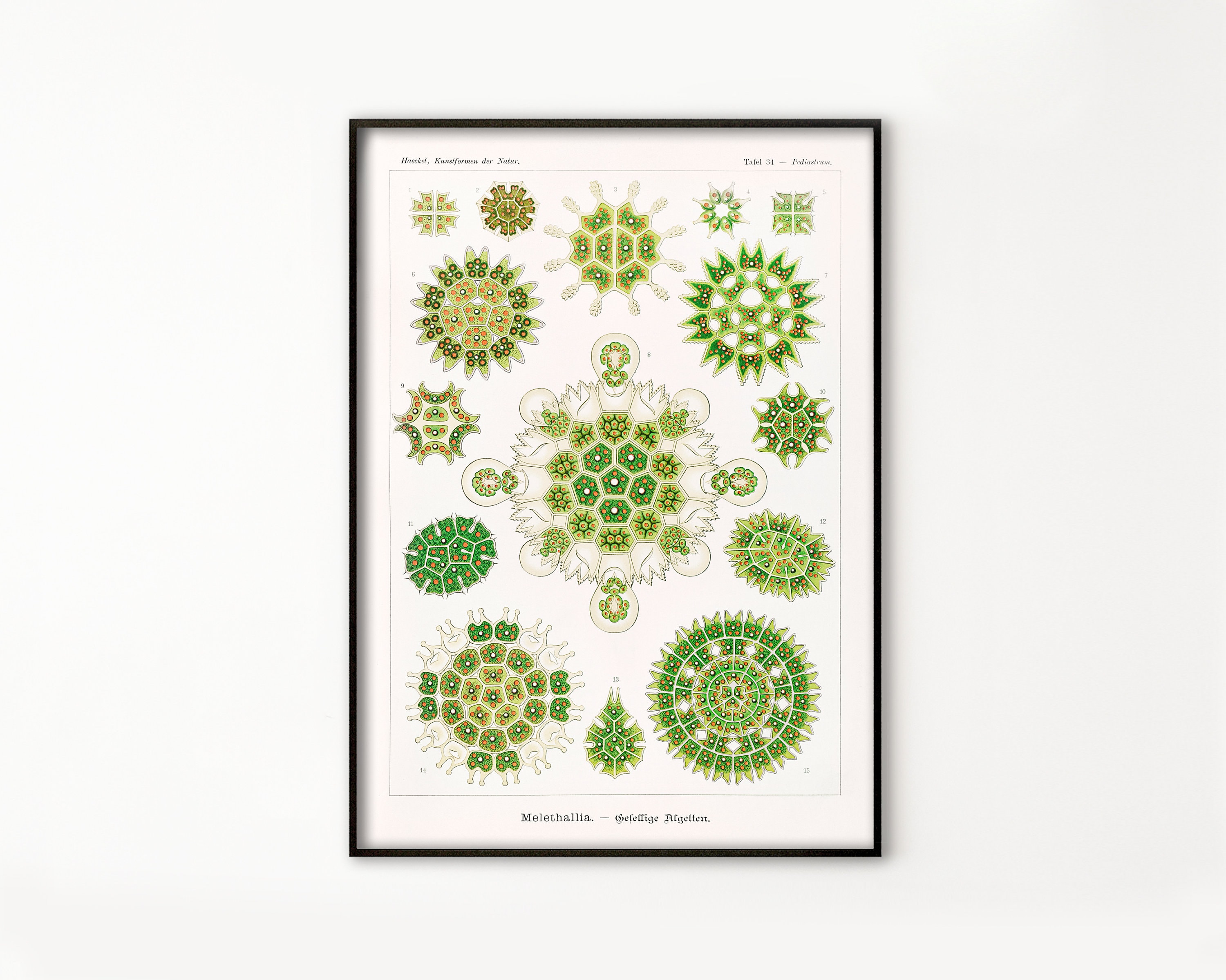 Vintage Algae Illustration. Green Microalgae Species Ca. 1900 ...