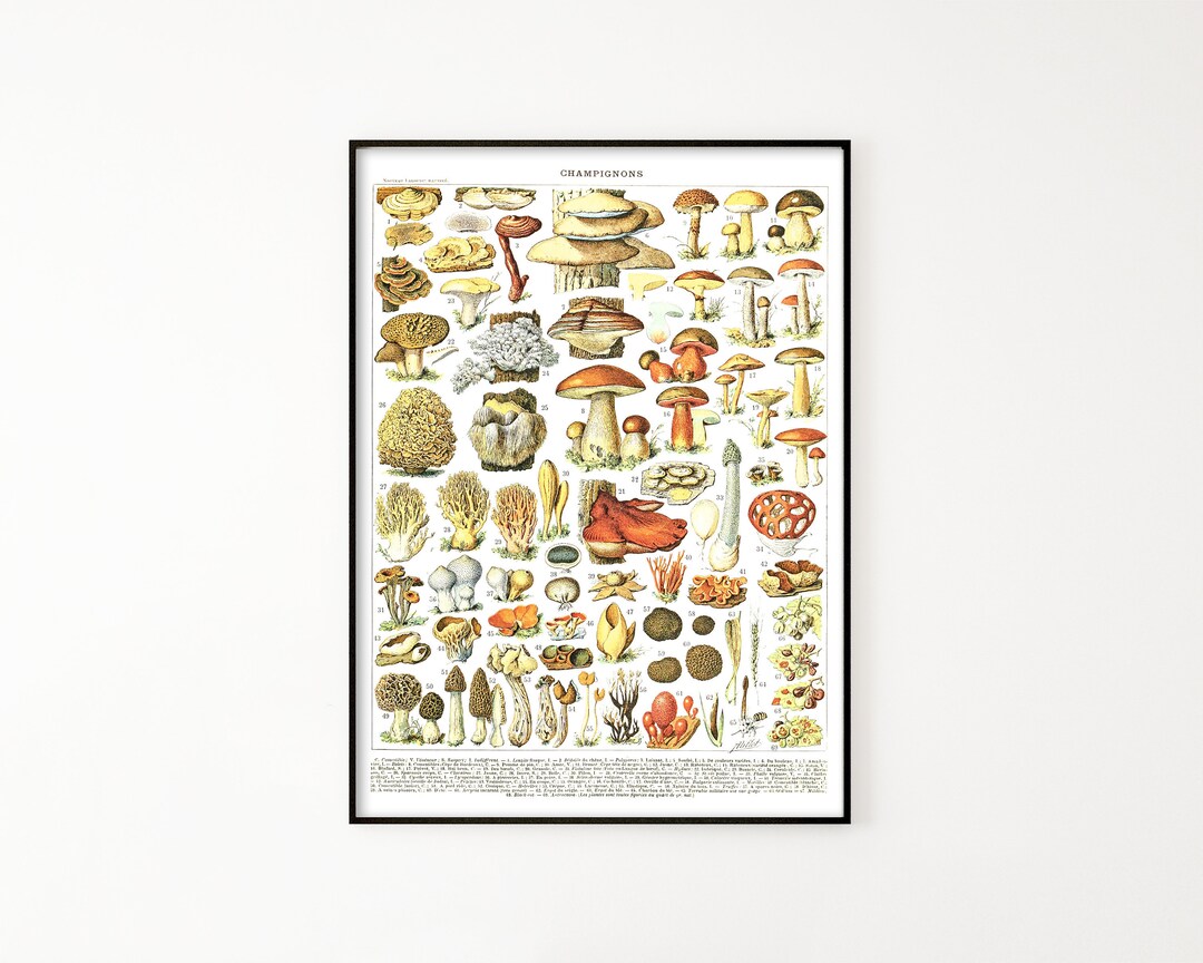 Vintage Illustration of Mushrooms #2, Champignons Poster, Mushroom ...