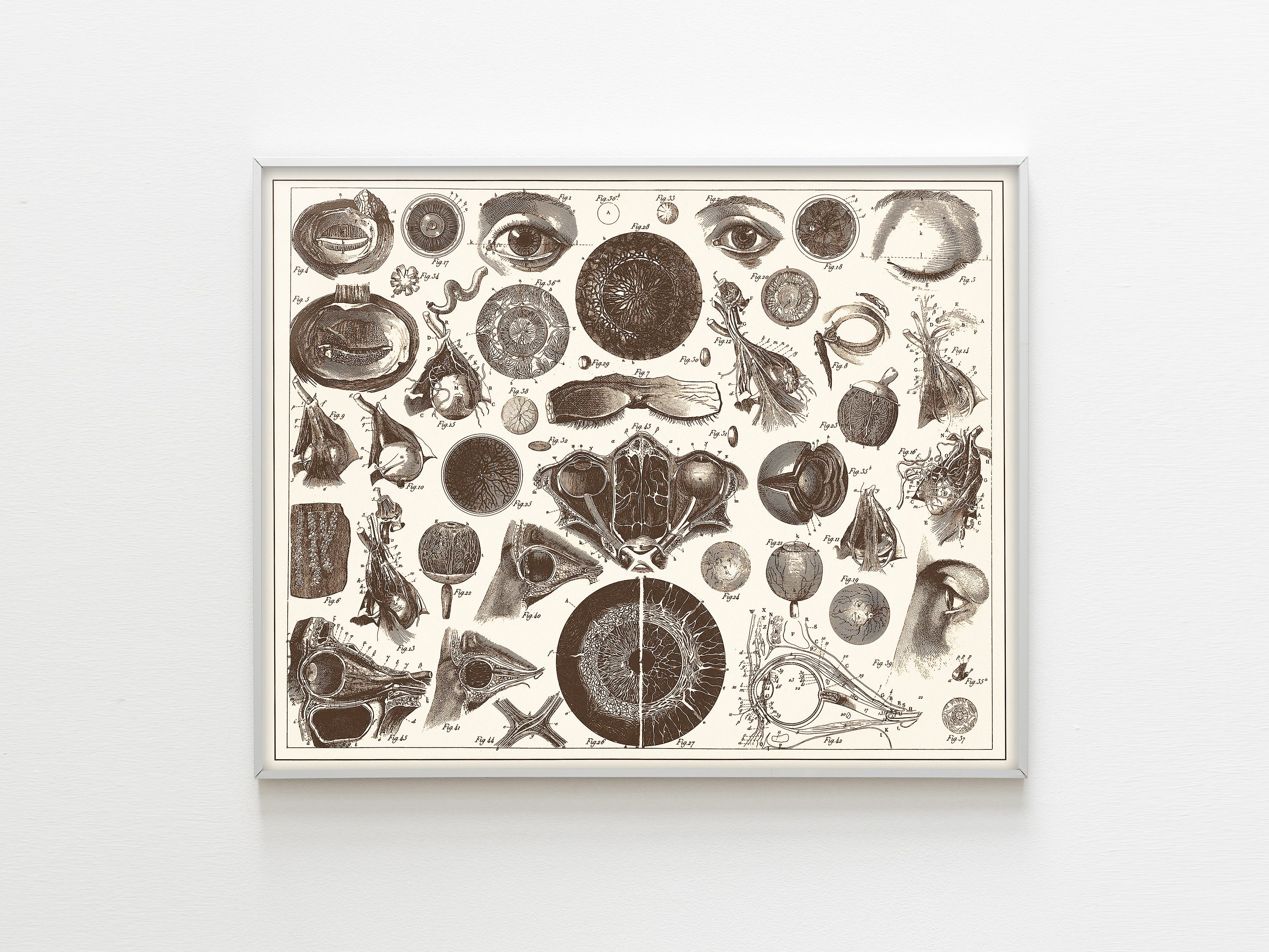 Eye Anatomy, Vintage Printable Illustration 1900, Ophthalmology Plate ...