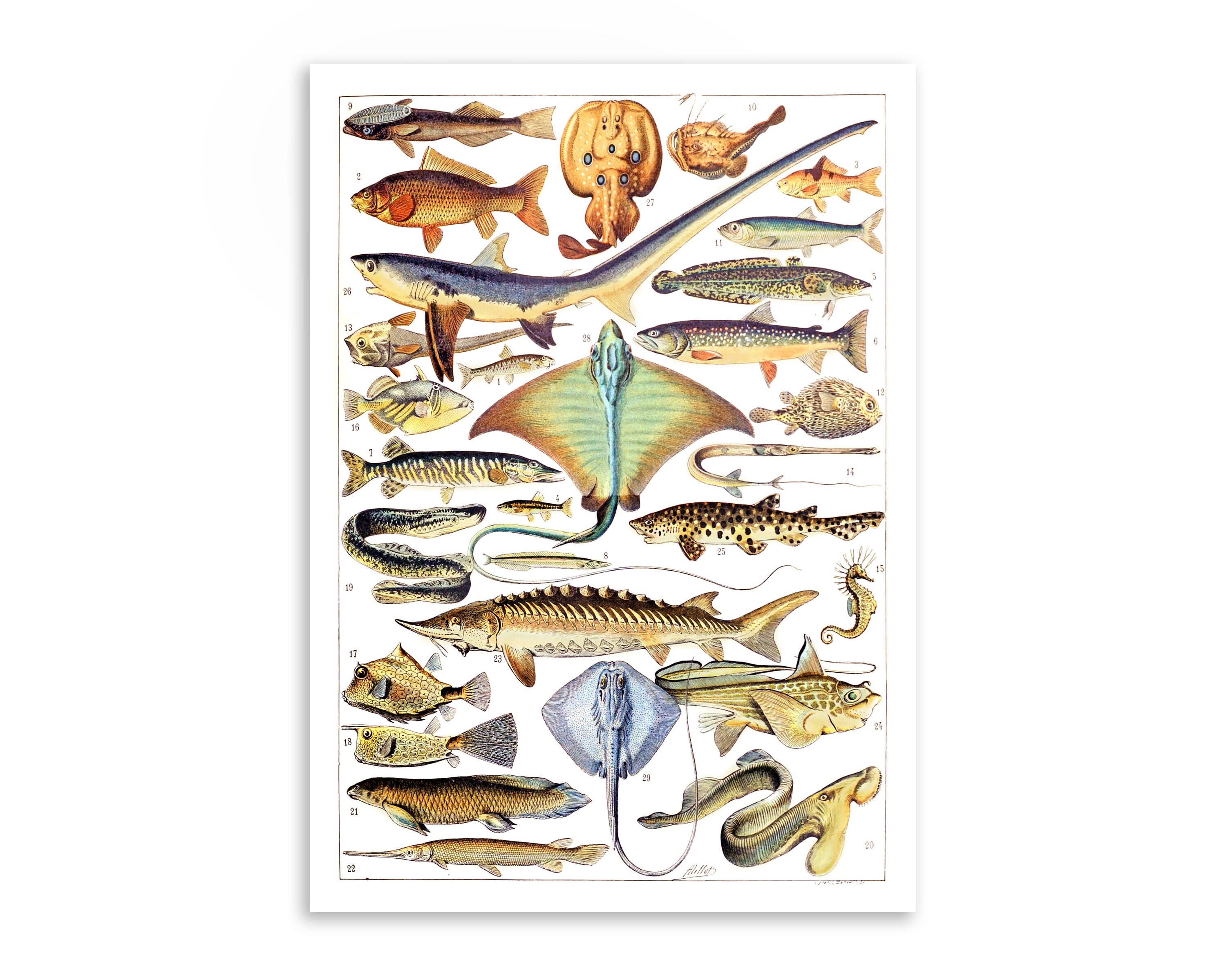 Fish Species 2. Printable Wall Art. Fish Collection. Vintage ...