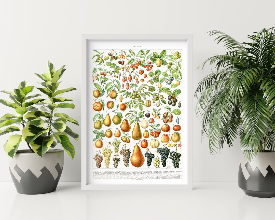 Fruit Species I. Digital Poster. Printable Wall Art. Vintage ...