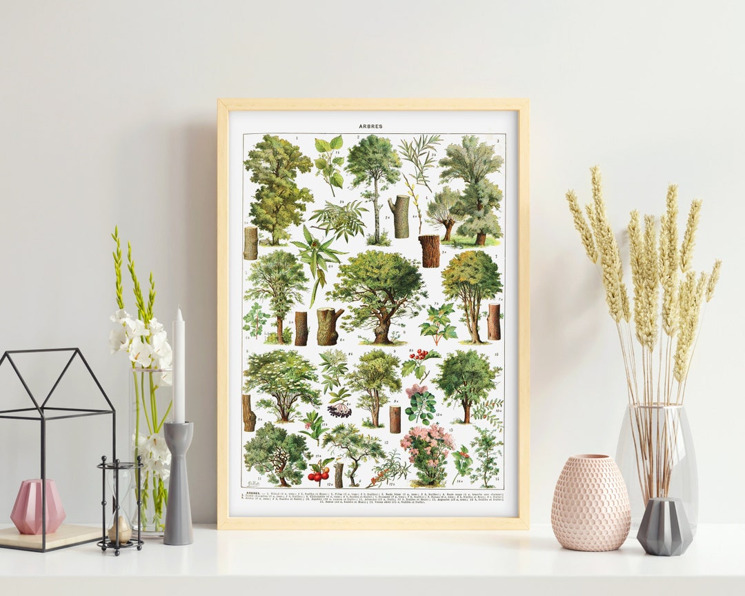 Vintage Poster of Tree Species IV. Wall Art. Hand-drown Illustration of ...