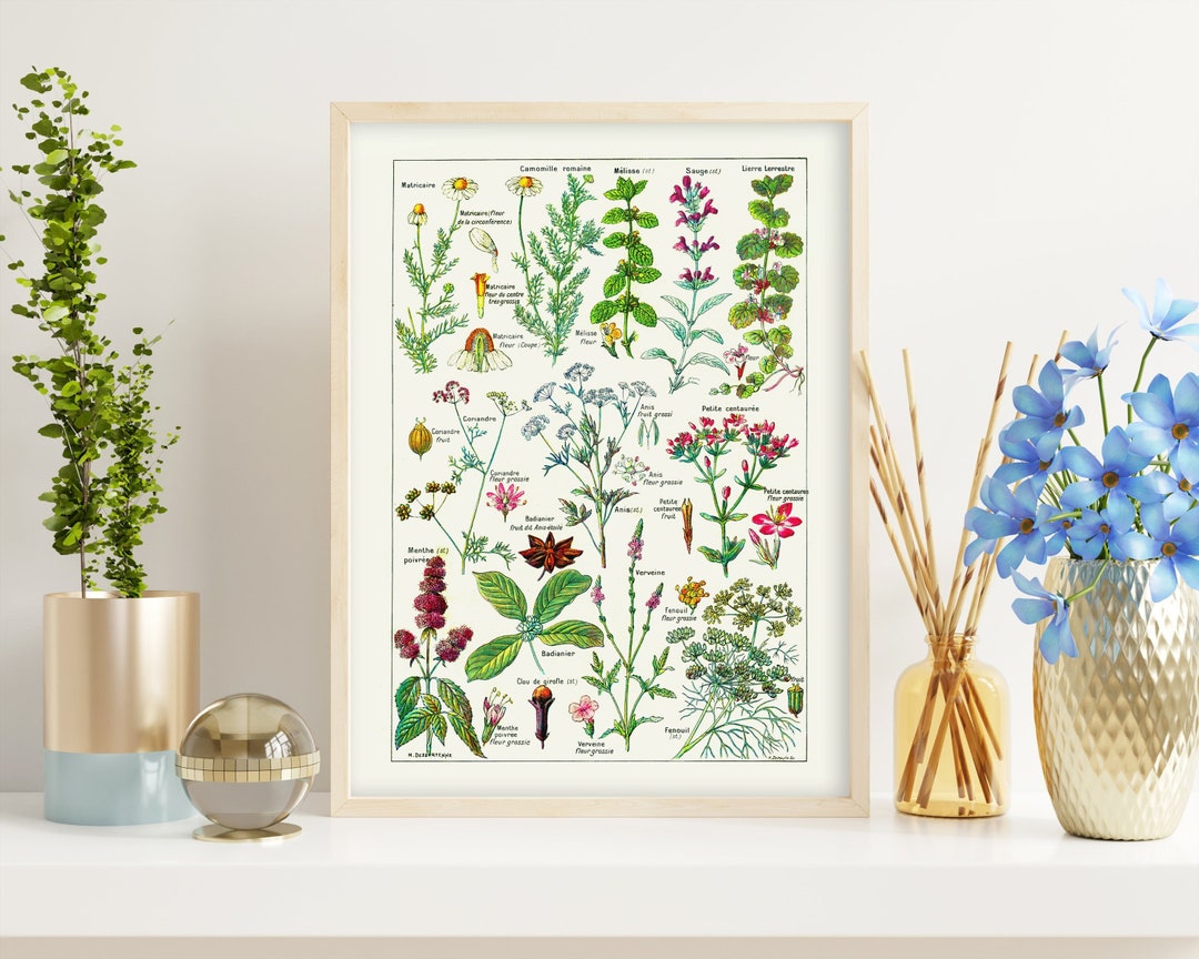 Digestive Herbs and Plant Species. Vintage Illustration of Medicinal ...