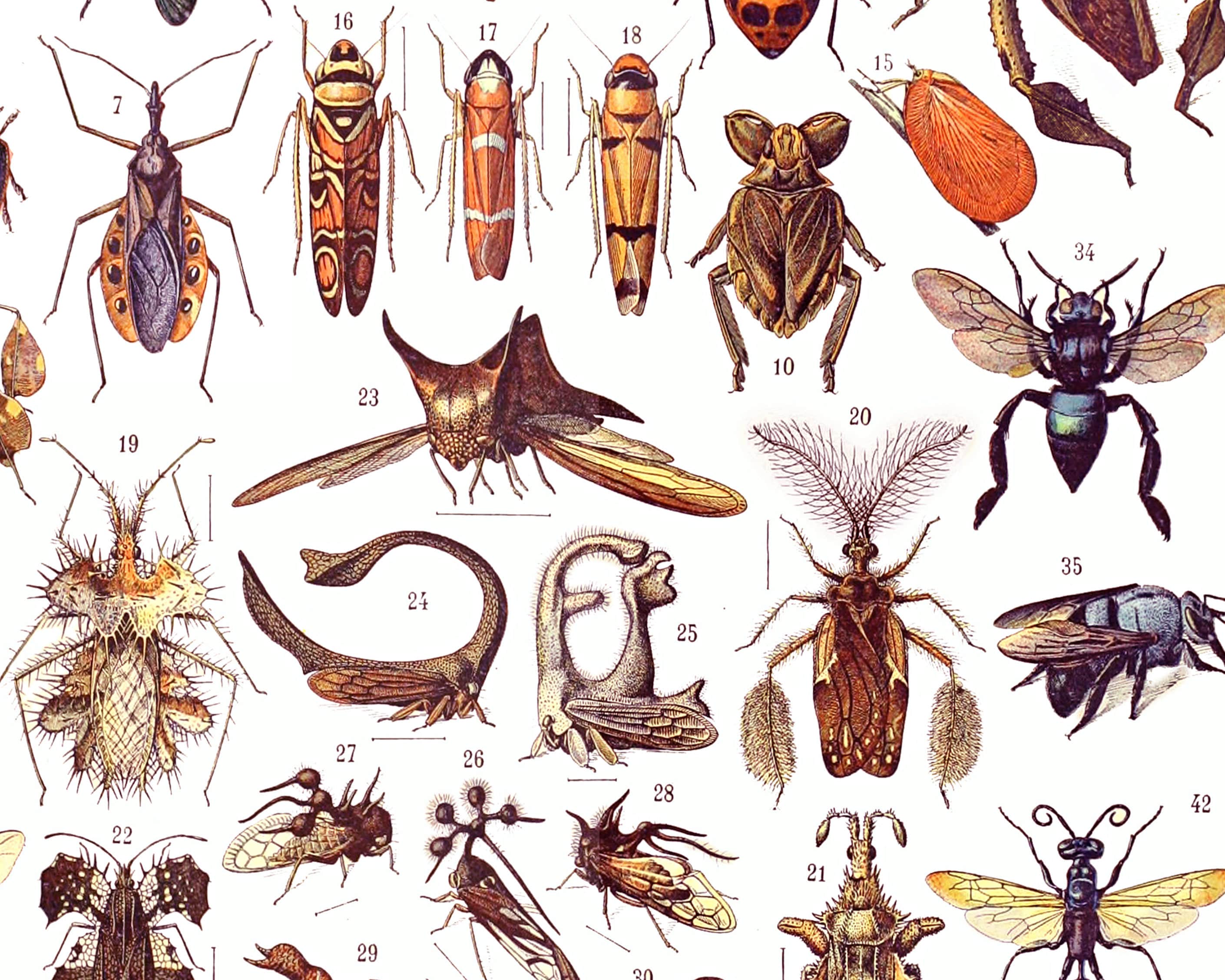 Insect Species 2 Printable Wall Art. Insect Collection. Vintage ...