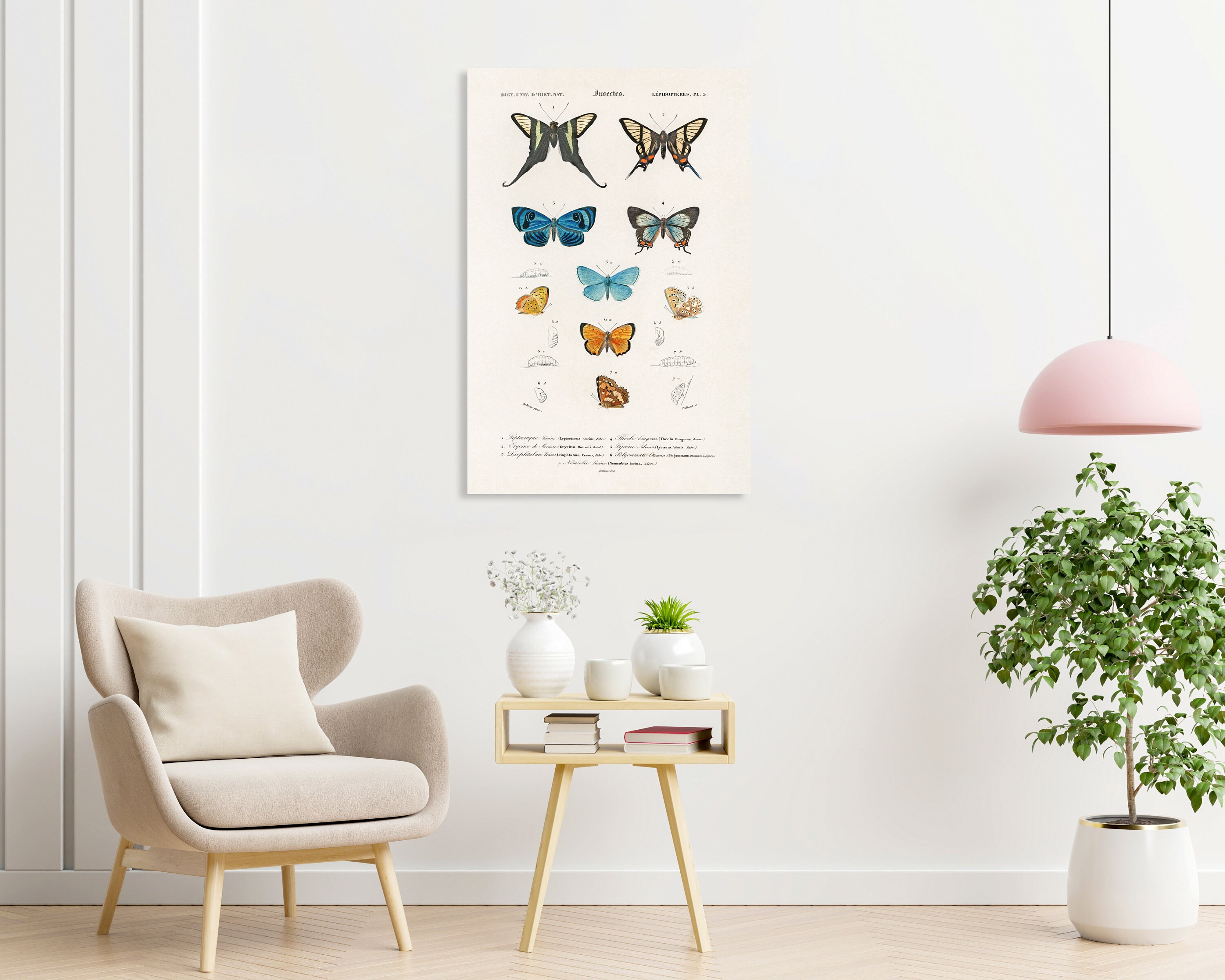 Butterfly Species Poster. Printable Wall Art. Vintage Scientific ...