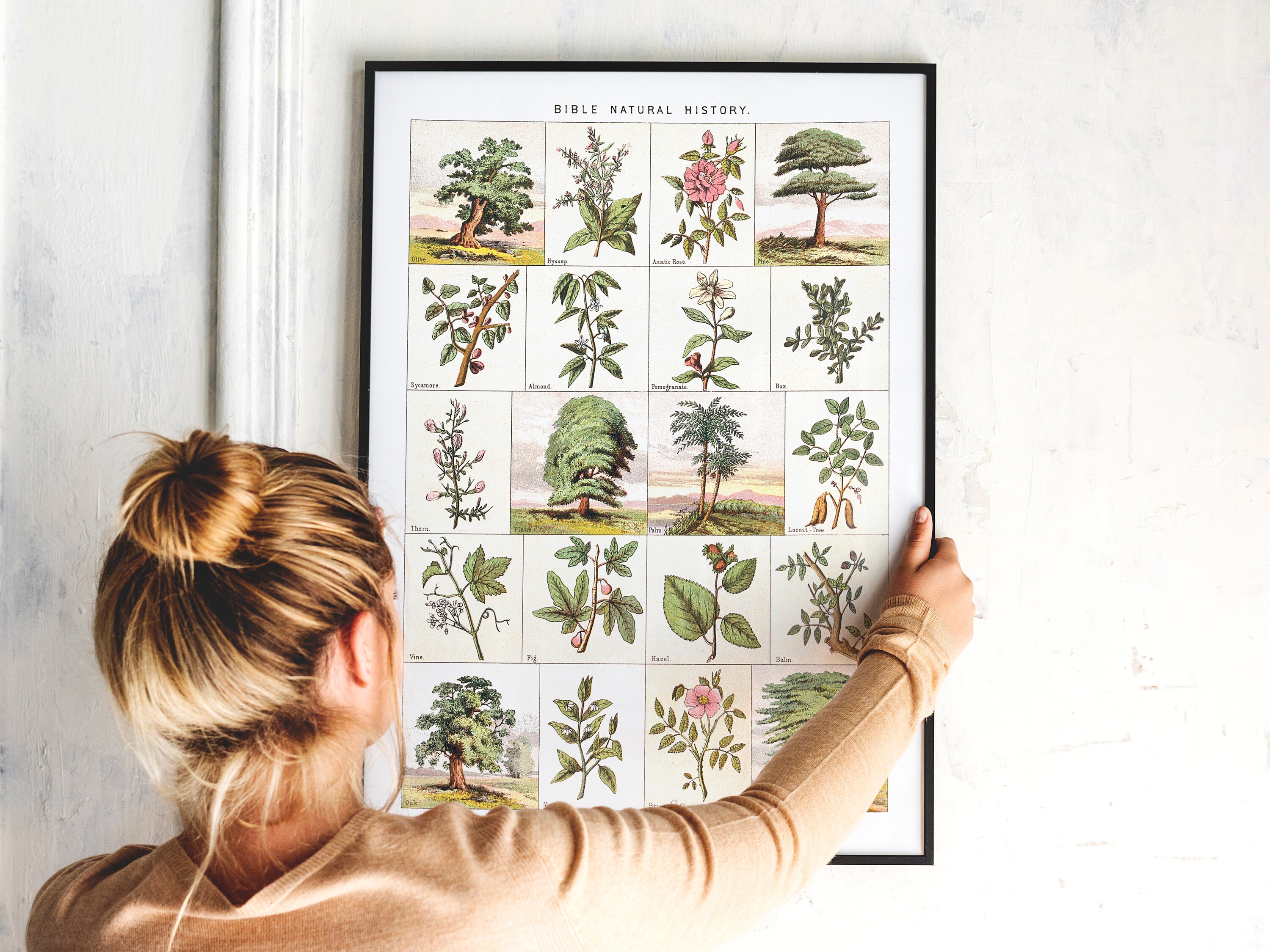 Plants and Trees of the Bible. Large Print. Bible Herbs and Shrubs ...