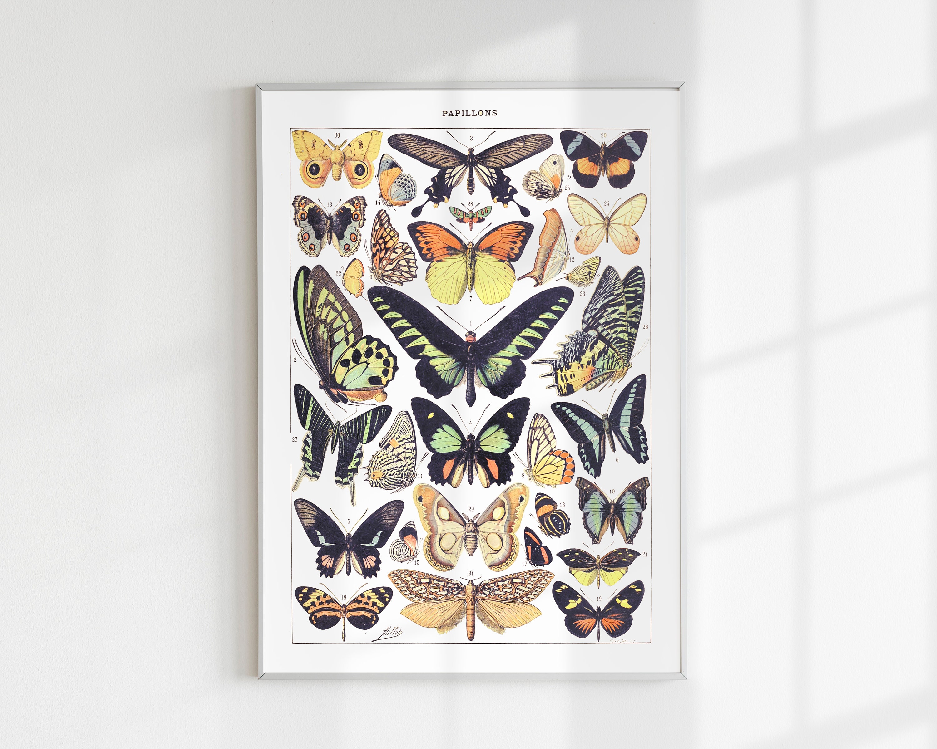 Butterfly Species Poster #3. Printable Wall Art. Vintage Illustration ...