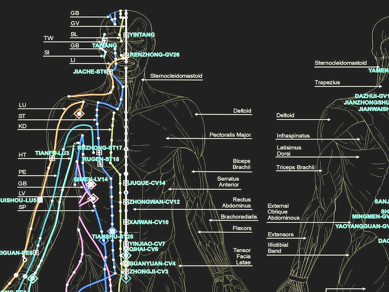 Human Body Meridians, Acupuncture Printable Poster, Lifelines Wall ...