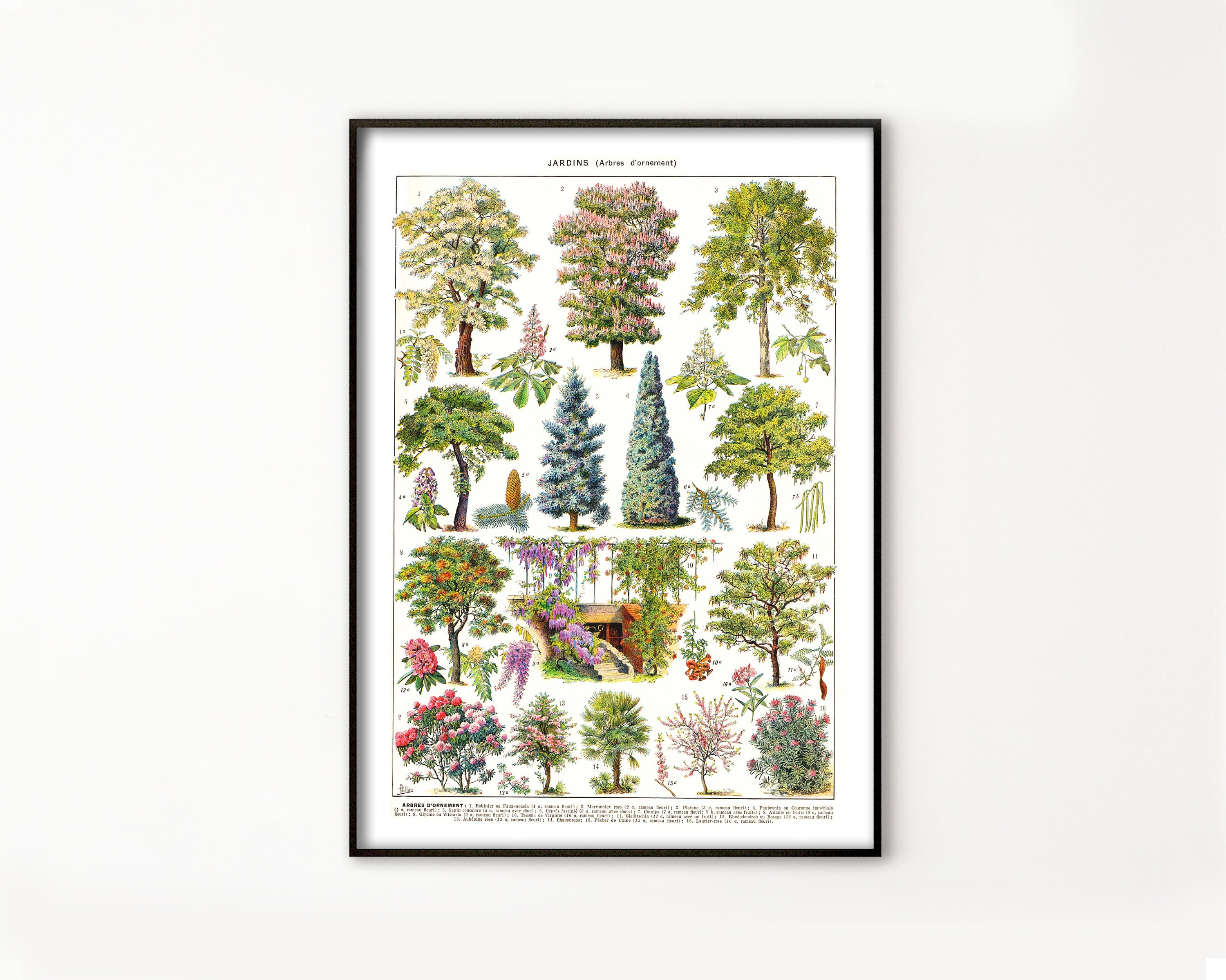 Ornamental Trees Species Poster Bundle. Printable Wall Art. Vintage ...