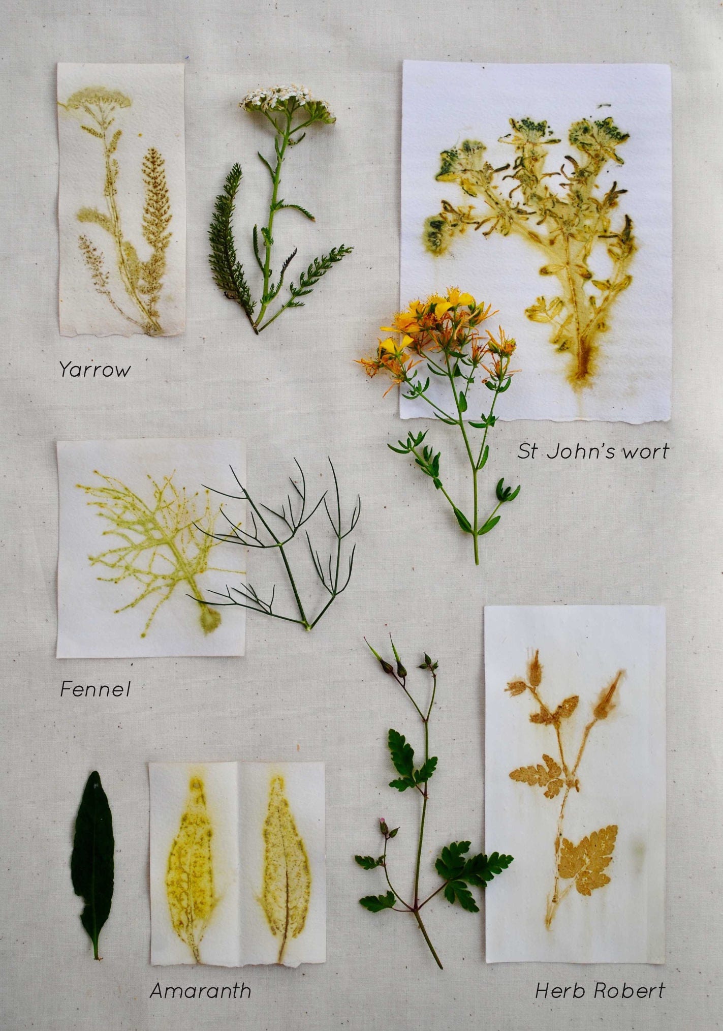 Eco-printing on Paper Tutorial // Eco-print Natural Dyeing Ebook ...