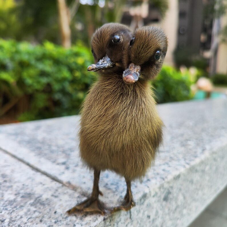 Two-headed Duckling, Duck Specimen, Animal Specimen, Rare Treasure ...