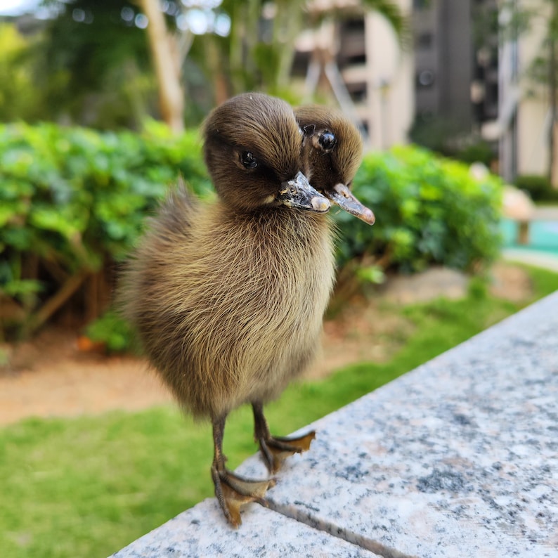 Two-headed Duckling, Duck Specimen, Animal Specimen, Rare Treasure ...