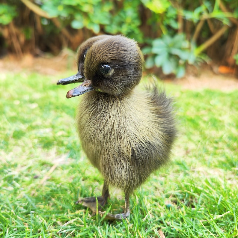 Two-headed Duckling, Duck Specimen, Animal Specimen, Rare Treasure ...