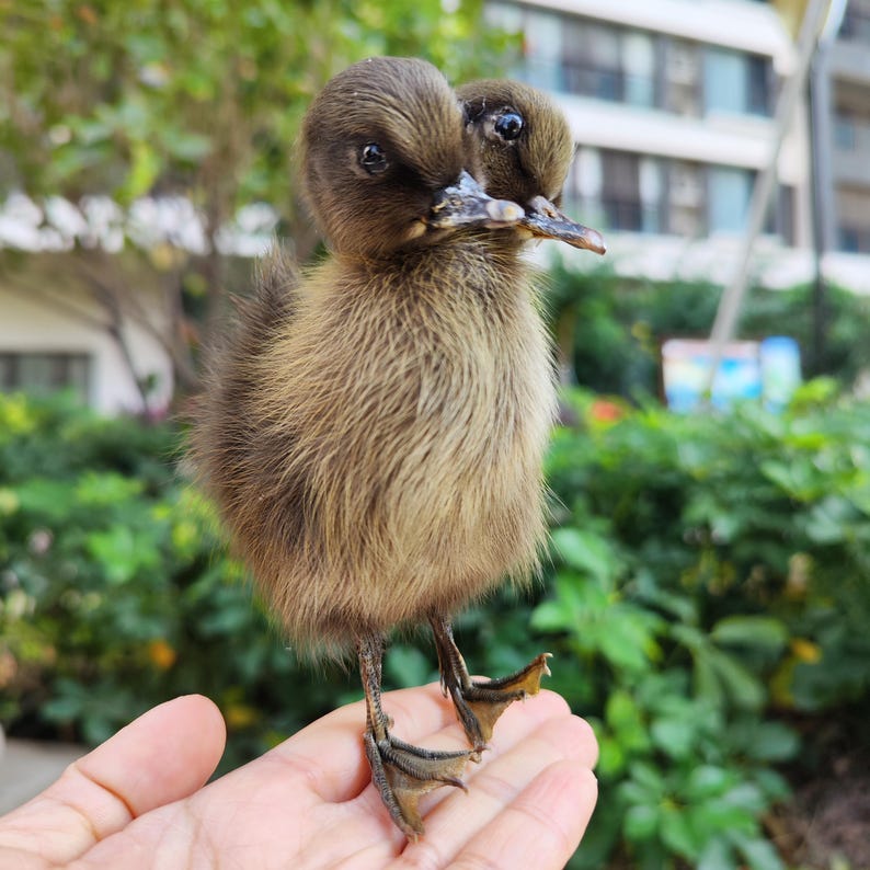 Two-headed Duckling, Duck Specimen, Animal Specimen, Rare Treasure ...