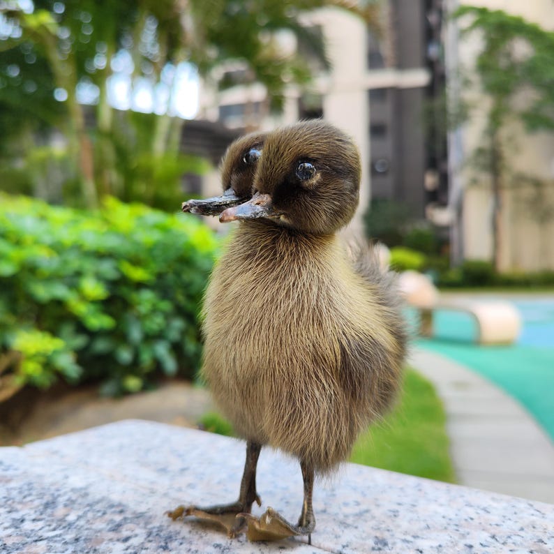 Two-headed Duckling, Duck Specimen, Animal Specimen, Rare Treasure ...