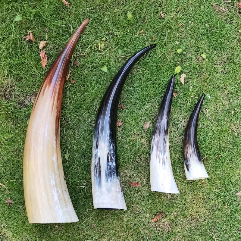 Raw Cow Horns - Etsy