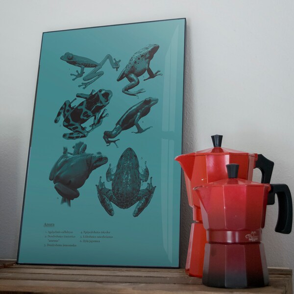 Frog Species Poster - Etsy