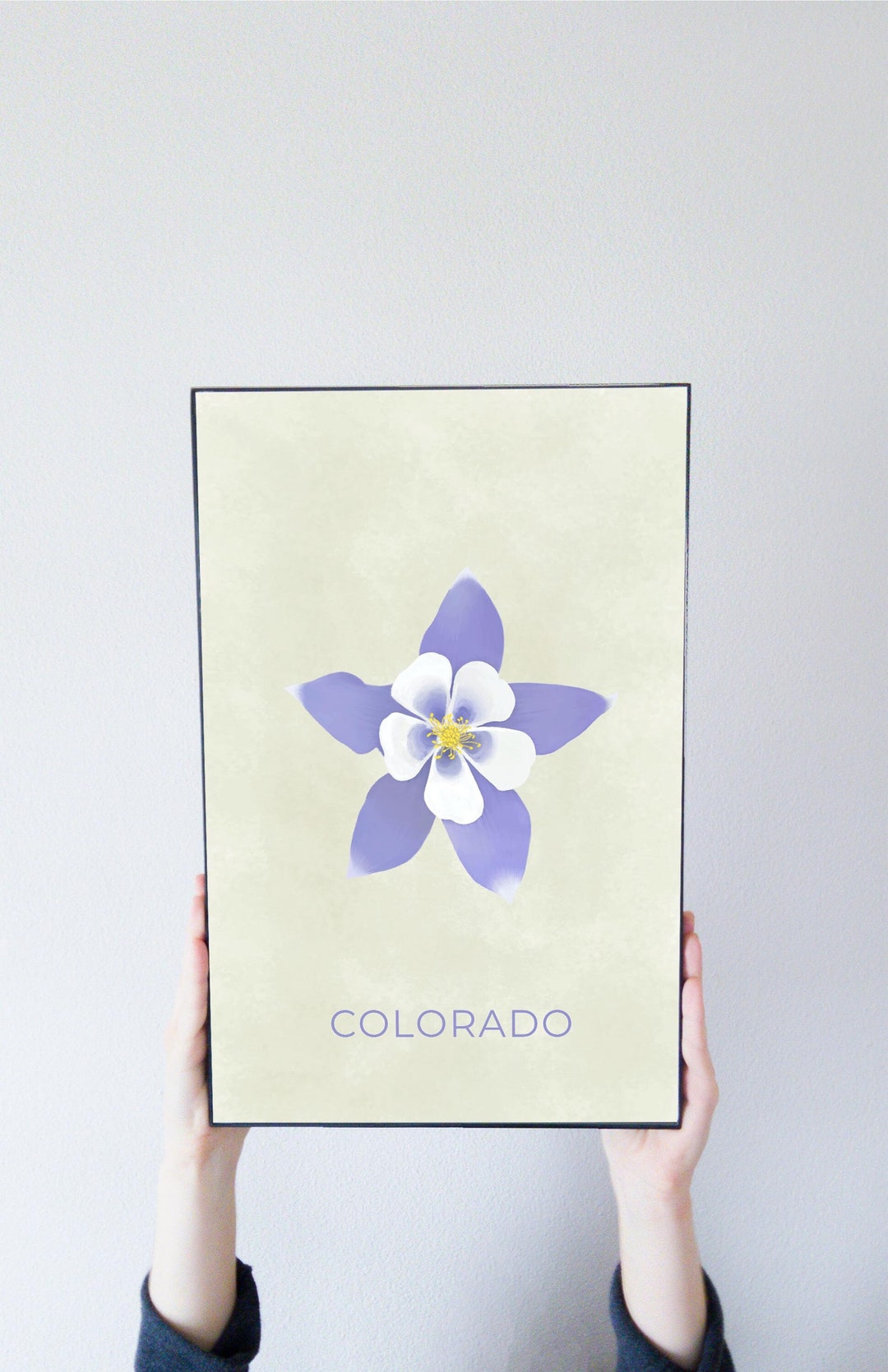 Colorado State Flower Rocky Mountain Columbine Art Poster Modern Home ...
