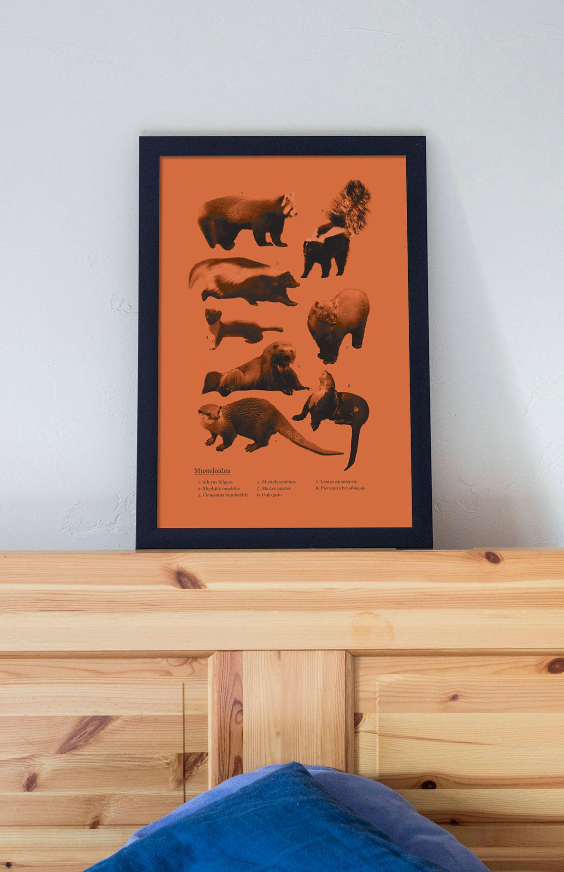 Musteloidea skunks Otters Ferrets Red Panda Species Retro - Etsy