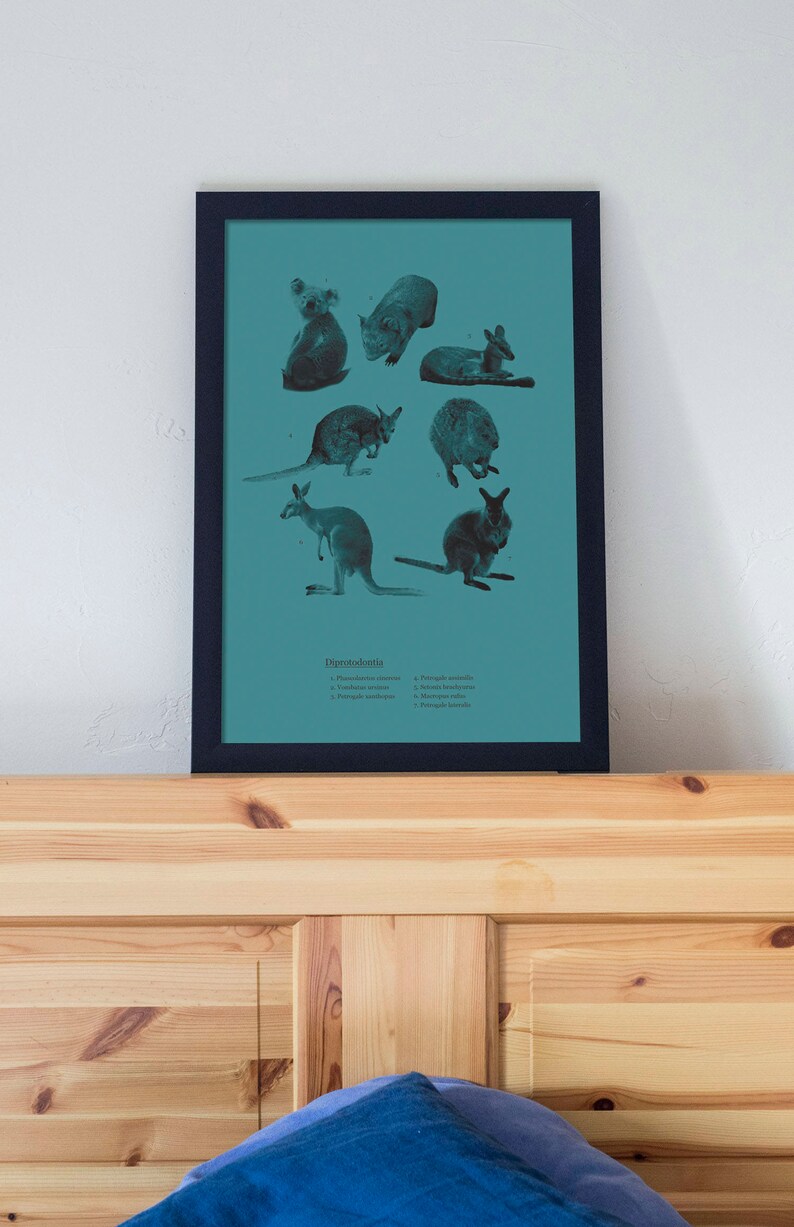 Diprotodontia marsupials Species Retro Travel Art Poster - Etsy