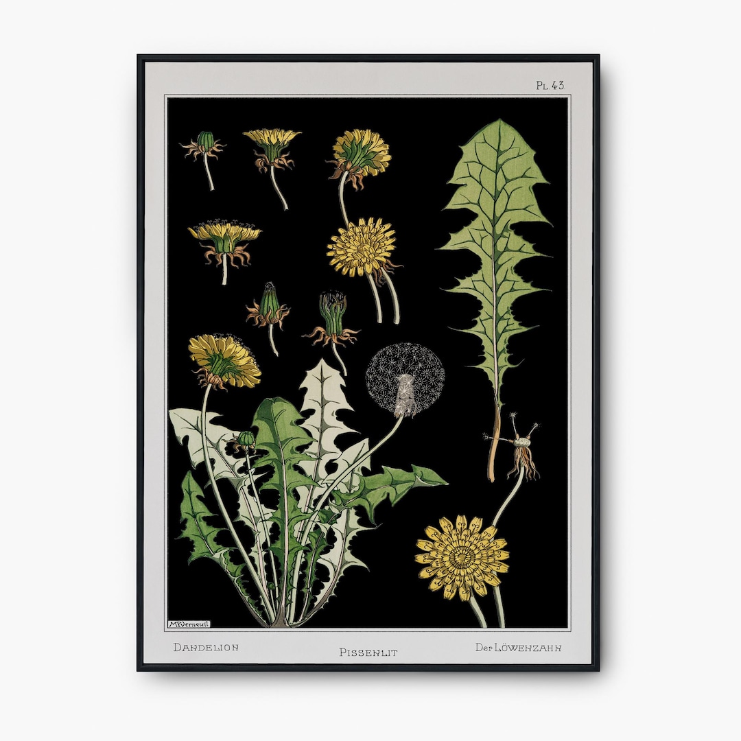 Beautiful Dandelion Art - Vintage Dandelion Print - Art Nouveau Poster ...