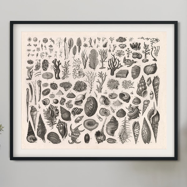 Vintage Shells - Etsy