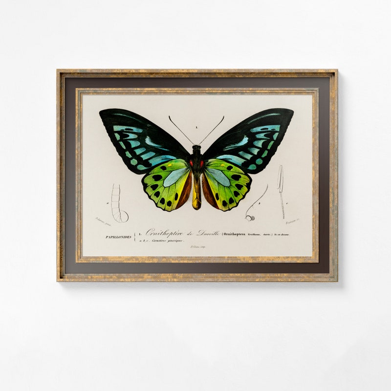 Art Deco Butterfly - Etsy