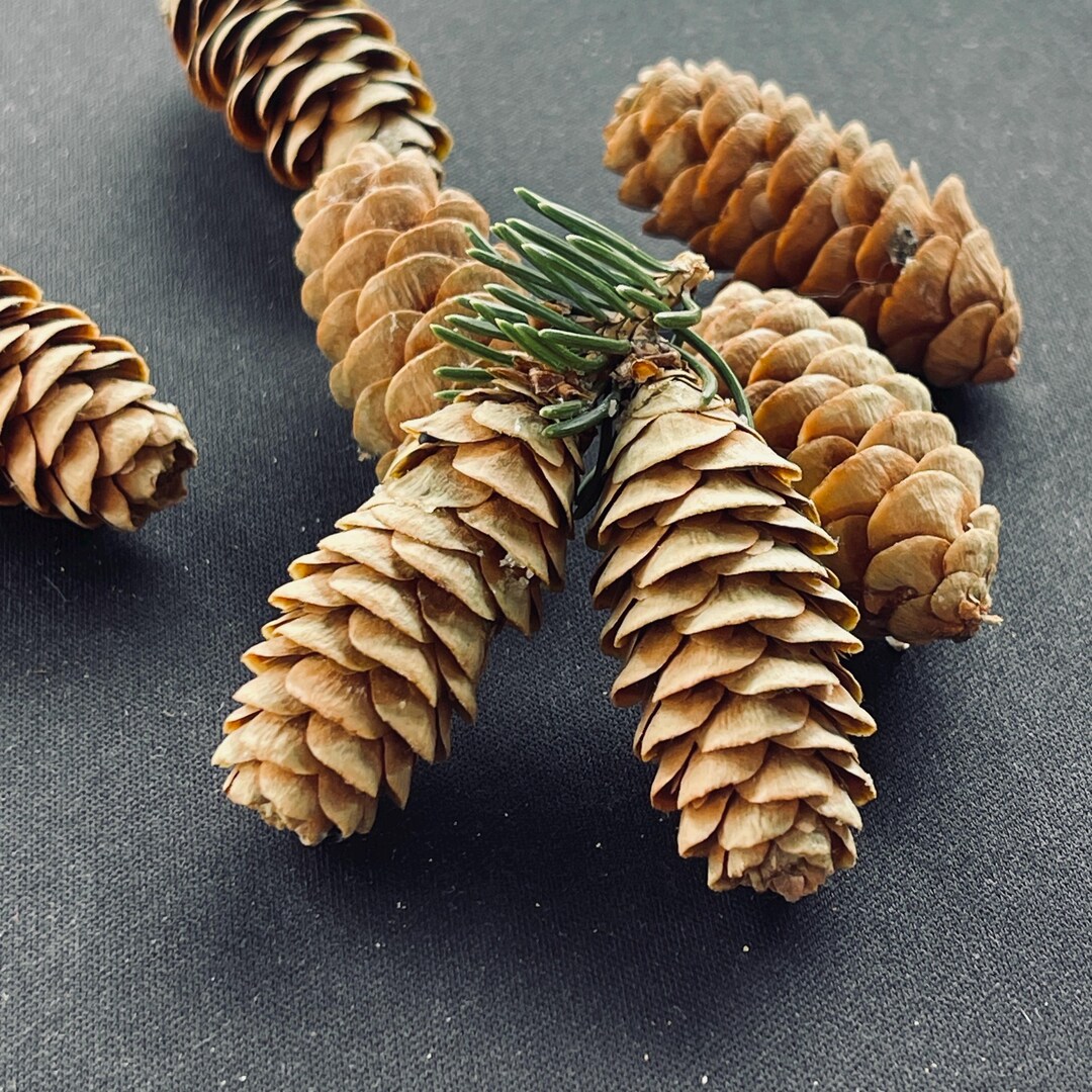 Mini Spruce Cone, Pine Cone, Natural Fir Cone From Canada. Price per ...