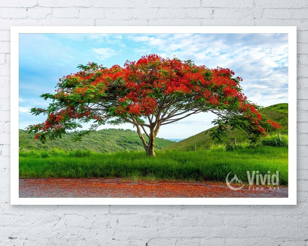 Royal Poinciana Photo. Flamboyant Tree Print. Living Room Art ...