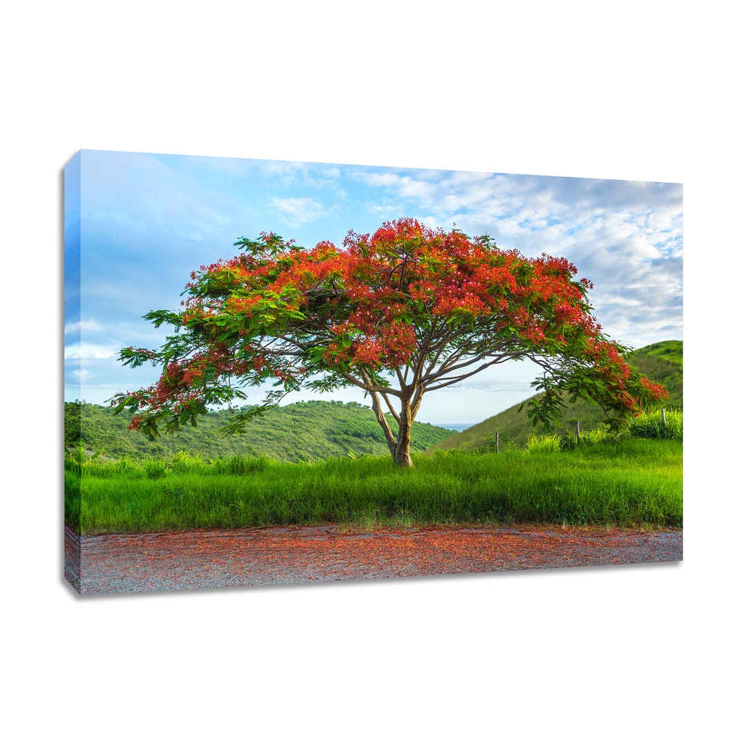 Royal Poinciana Photo. Flamboyant Tree Print. Living Room Art ...