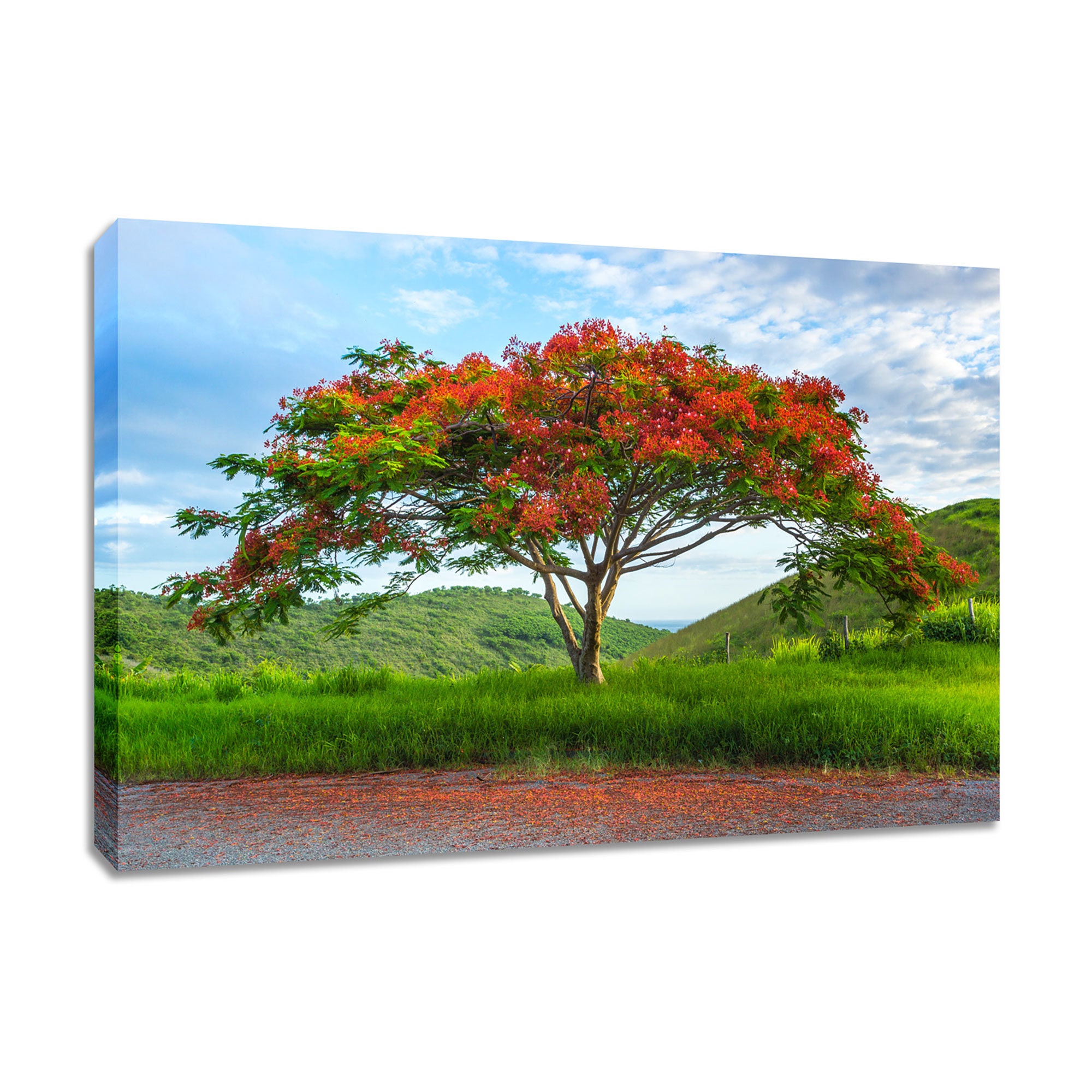 Royal Poinciana Photo. Flamboyant Tree Print. Living Room Art ...